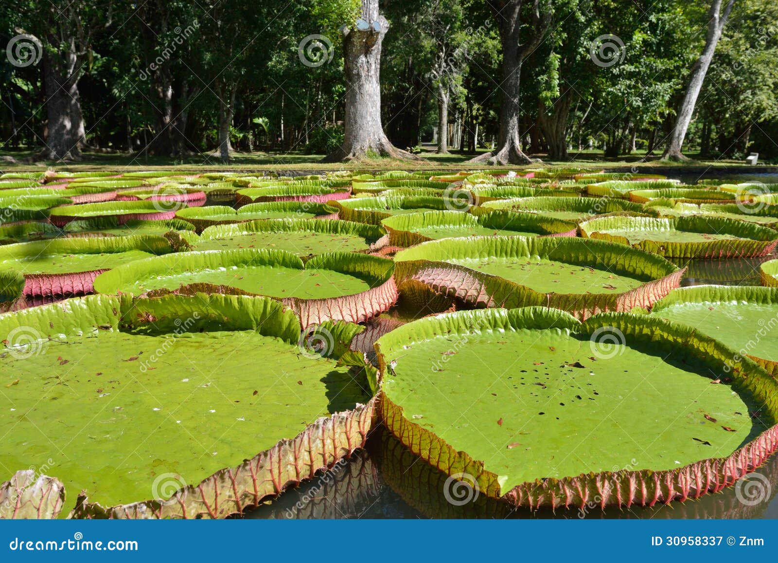 Victoria-amazonica stockbild. Bild von frech, blume, romanze - 30958337