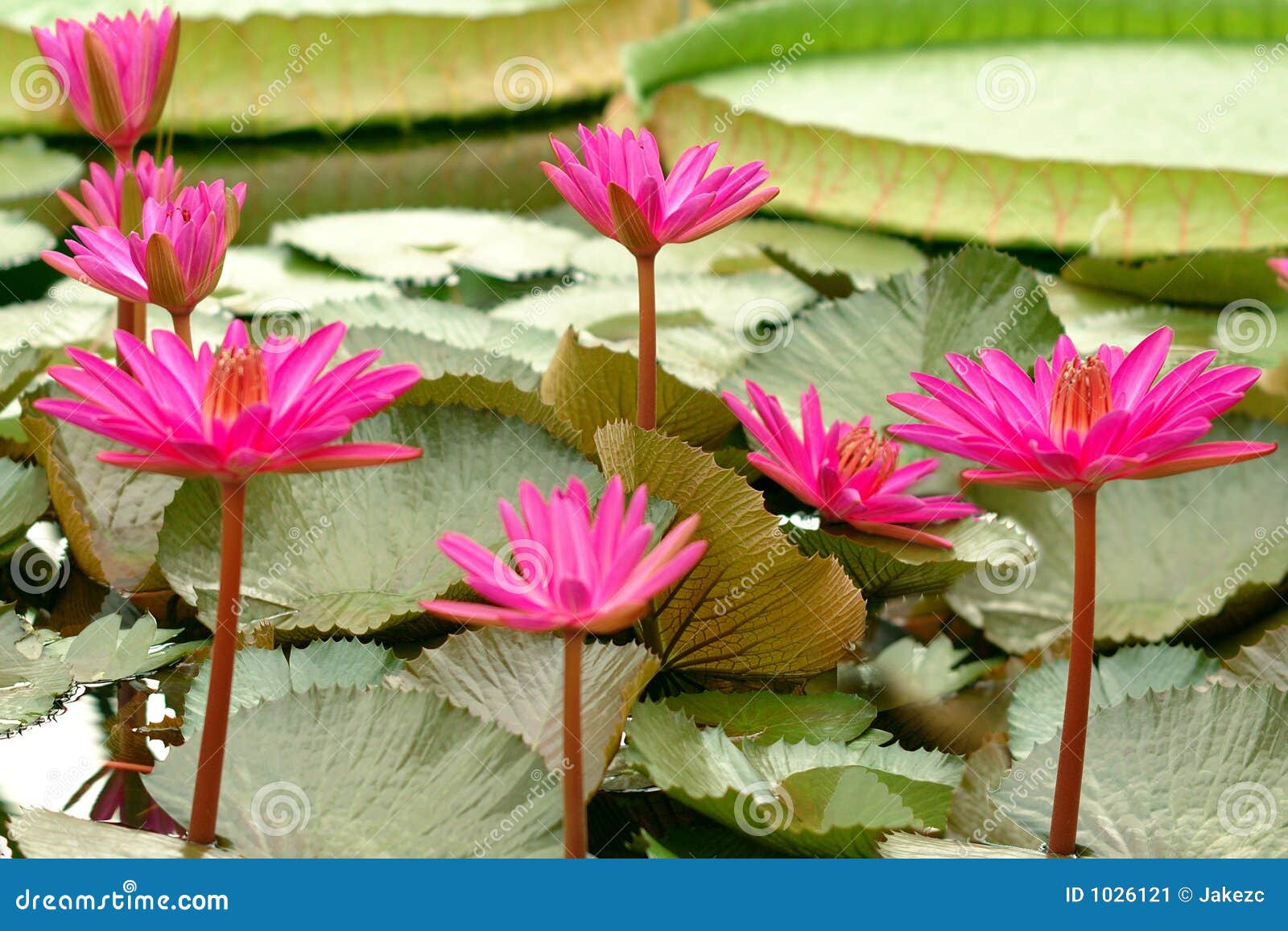 Victoria Amazonica (ascendentes Cercanos) Imagen de archivo - Imagen de ...