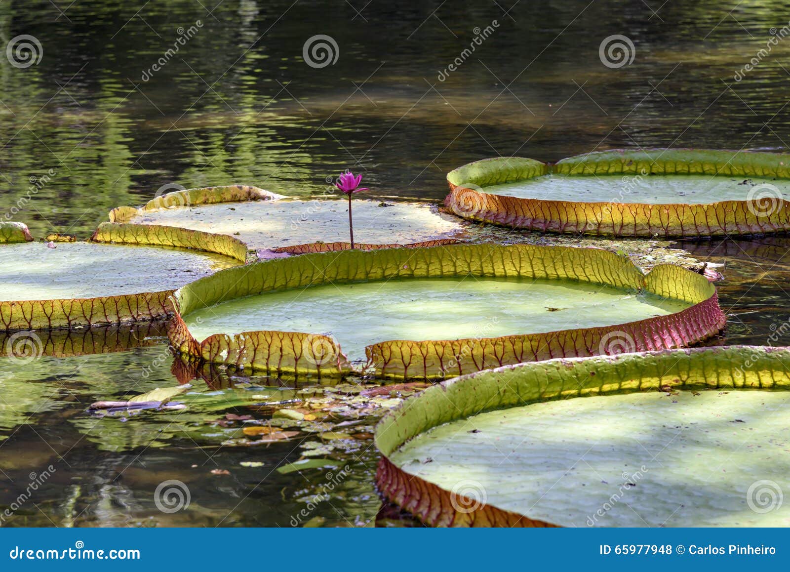 Victoria amazonica stock photo. Image of rain, amazonica - 65977948
