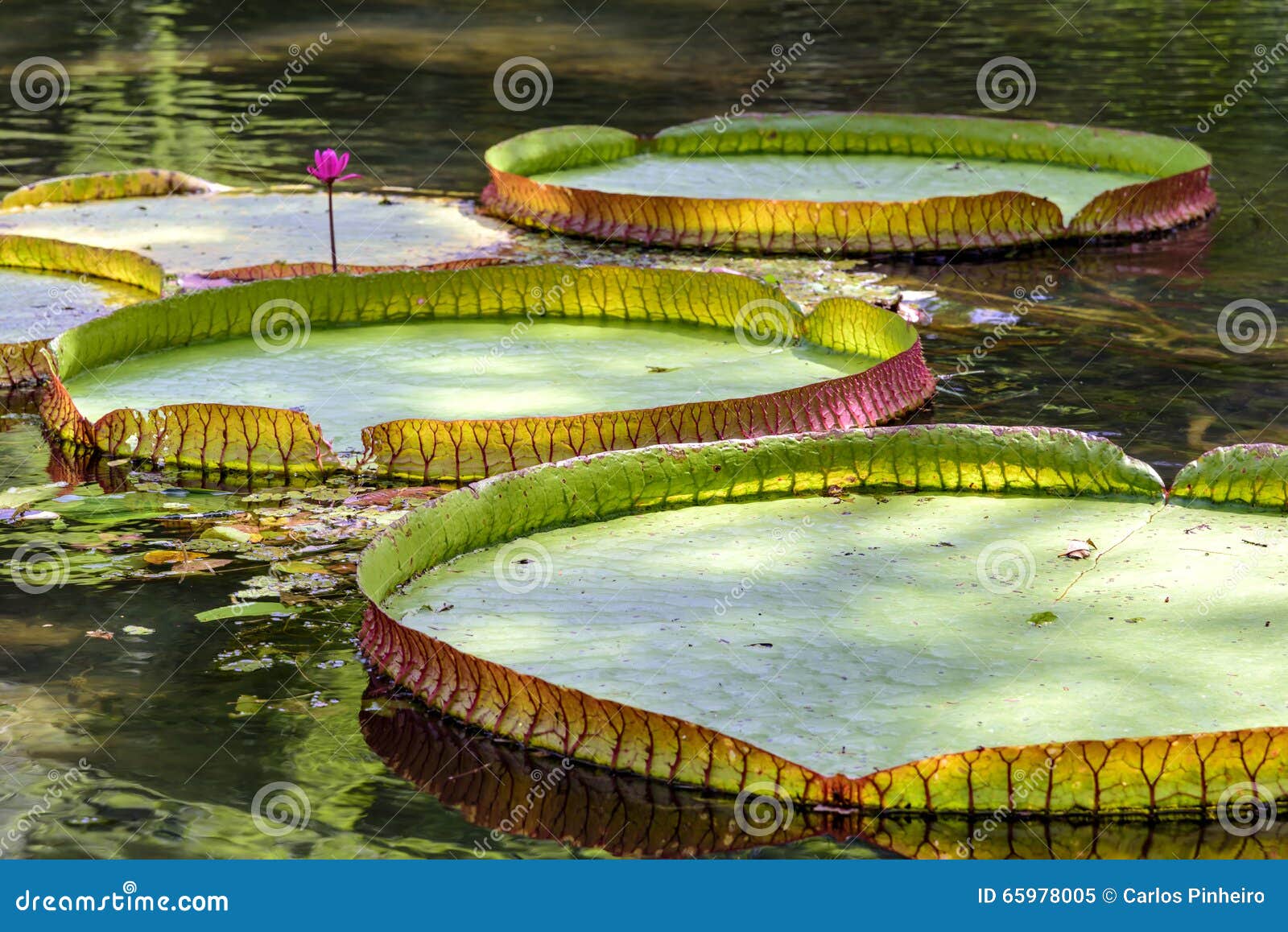 Victoria amazonica stock image. Image of botany, amazonica - 65978005