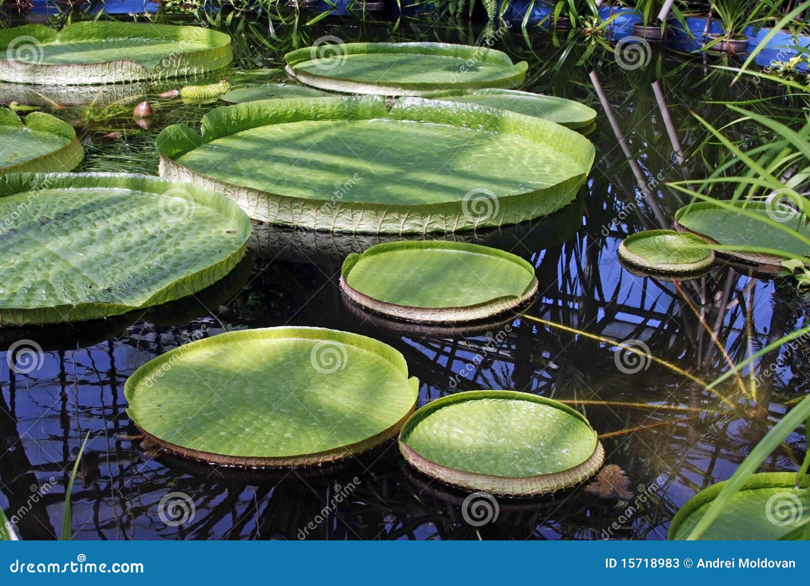 Victoria Amazonica Royalty-Free Stock Photography | CartoonDealer.com ...