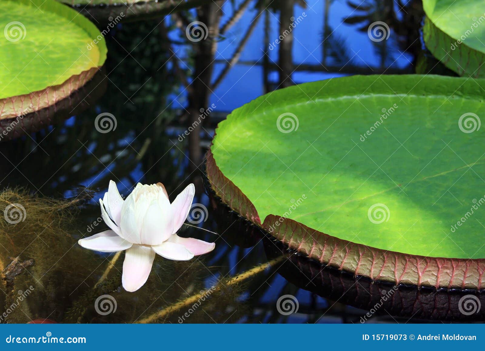 Victoria Amazonica with White Flower Stock Image - Image of leaf, green ...