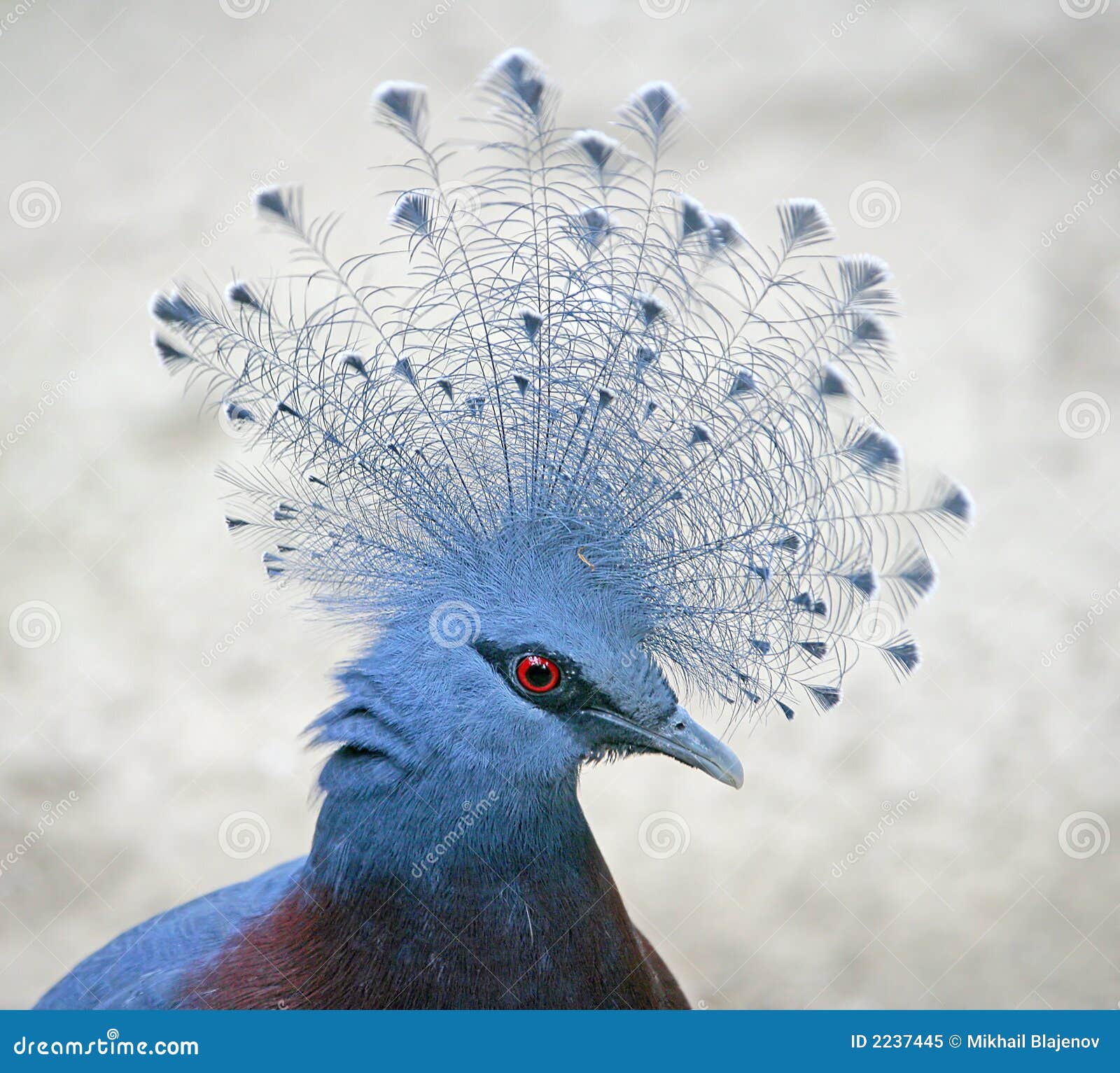 Victoria Crowned Pigeon 1 stock image. Image of wing, portrait - 2237445