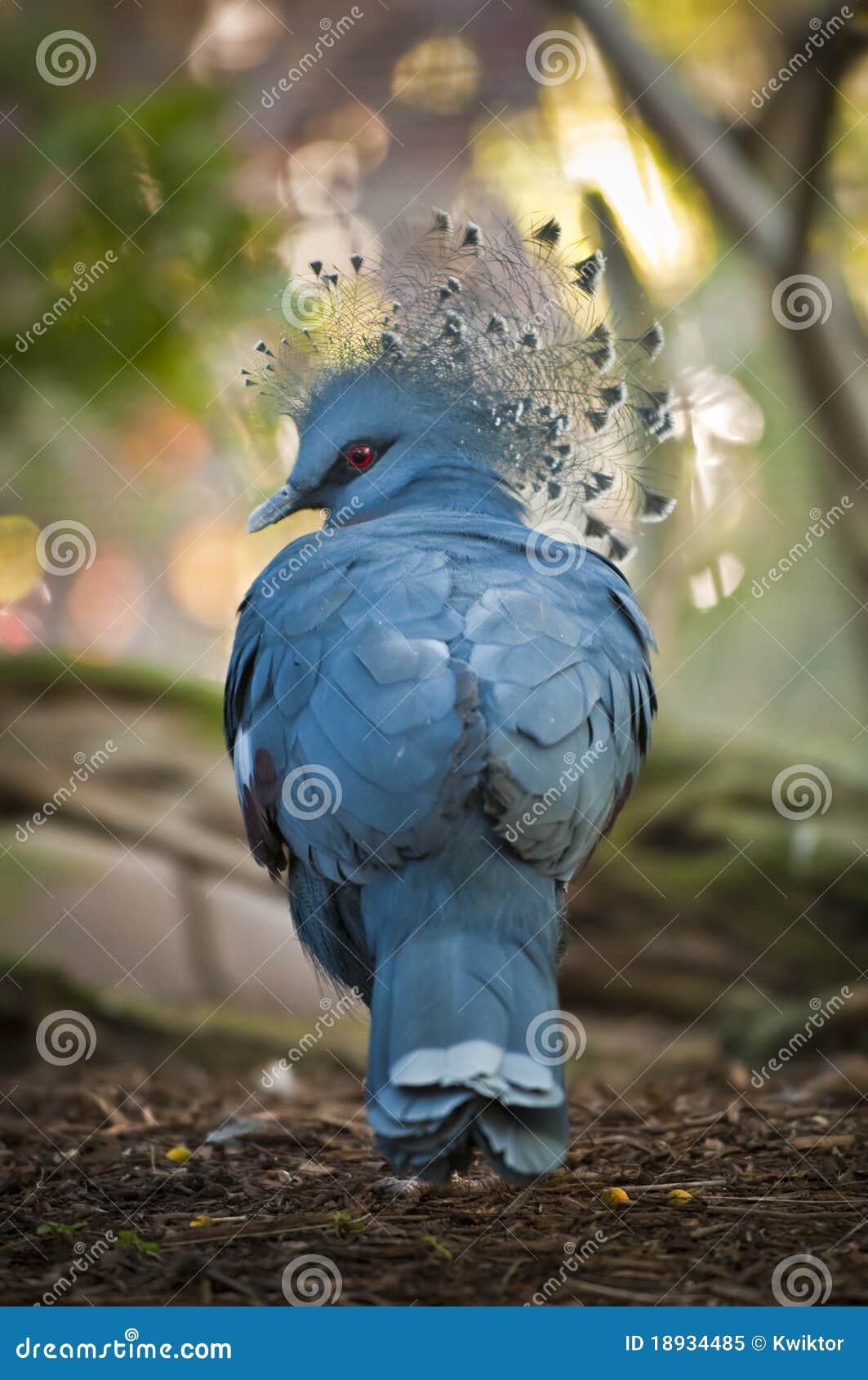 Victoria Crowned Pigeon. Bird Royalty-Free Stock Photo | CartoonDealer ...