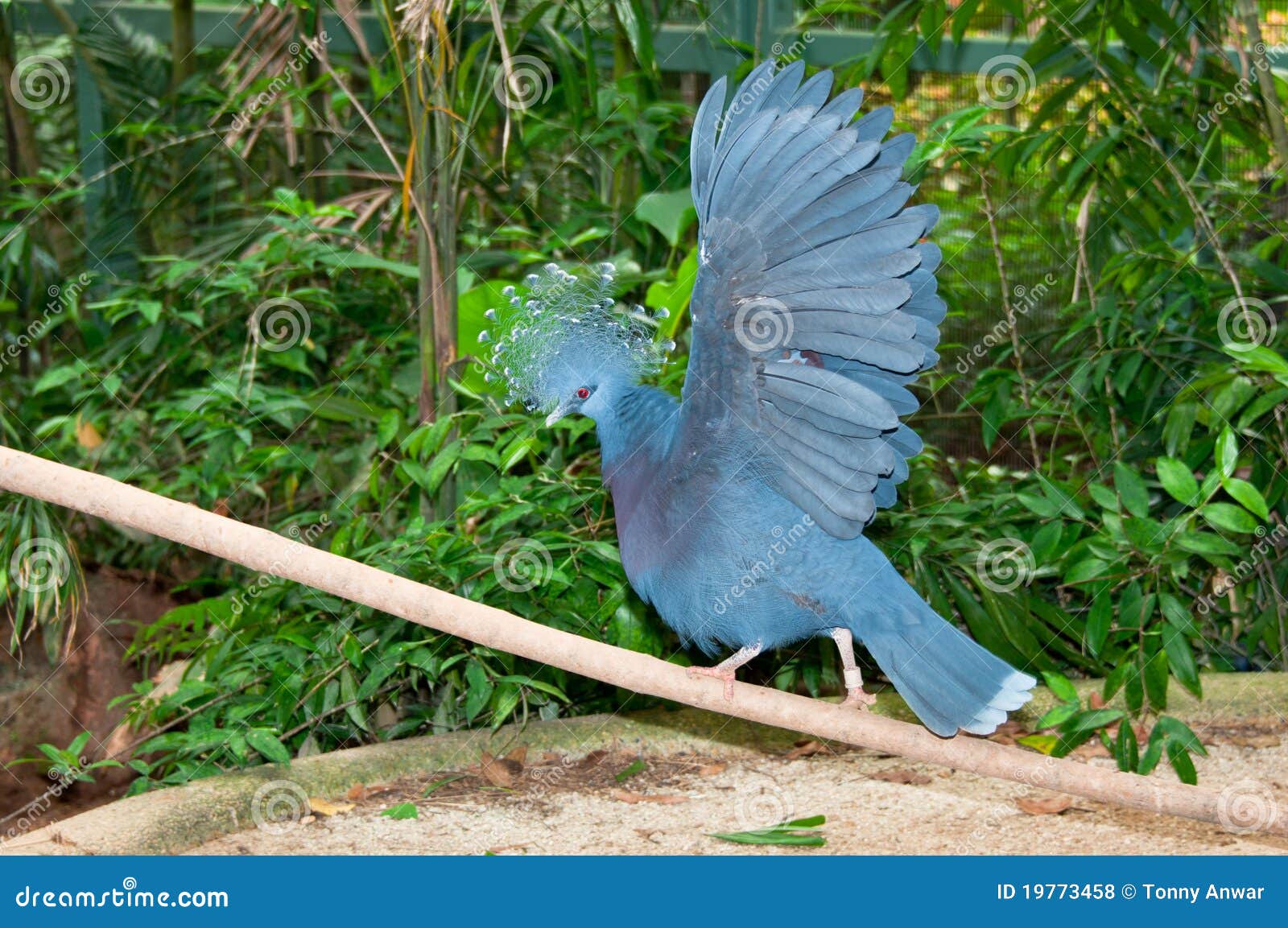 The Victoria Crowned Pigeon Stock Photo - Image of zoological, avian ...