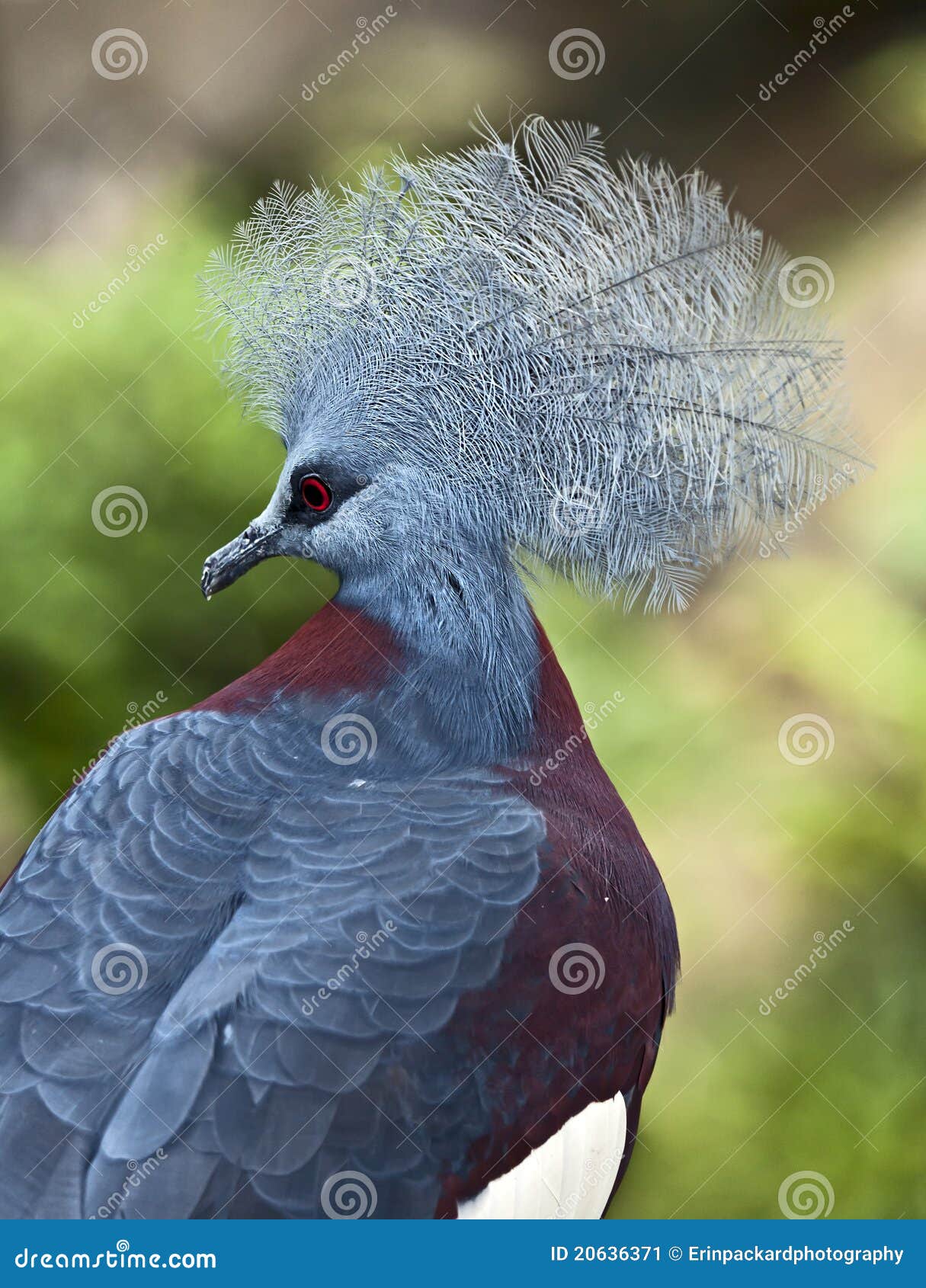 Victoria Crowned Pigeon. Bird Royalty-Free Stock Photo | CartoonDealer ...
