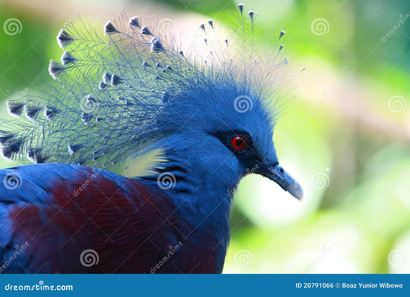 Victoria Crowned Pigeon Sitting In Its Nest, Bird Breeding Season ...