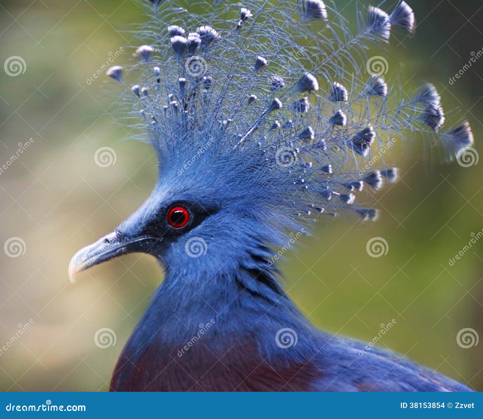 Victoria Crowned Pigeon stock photo. Image of list, guinea - 38153854