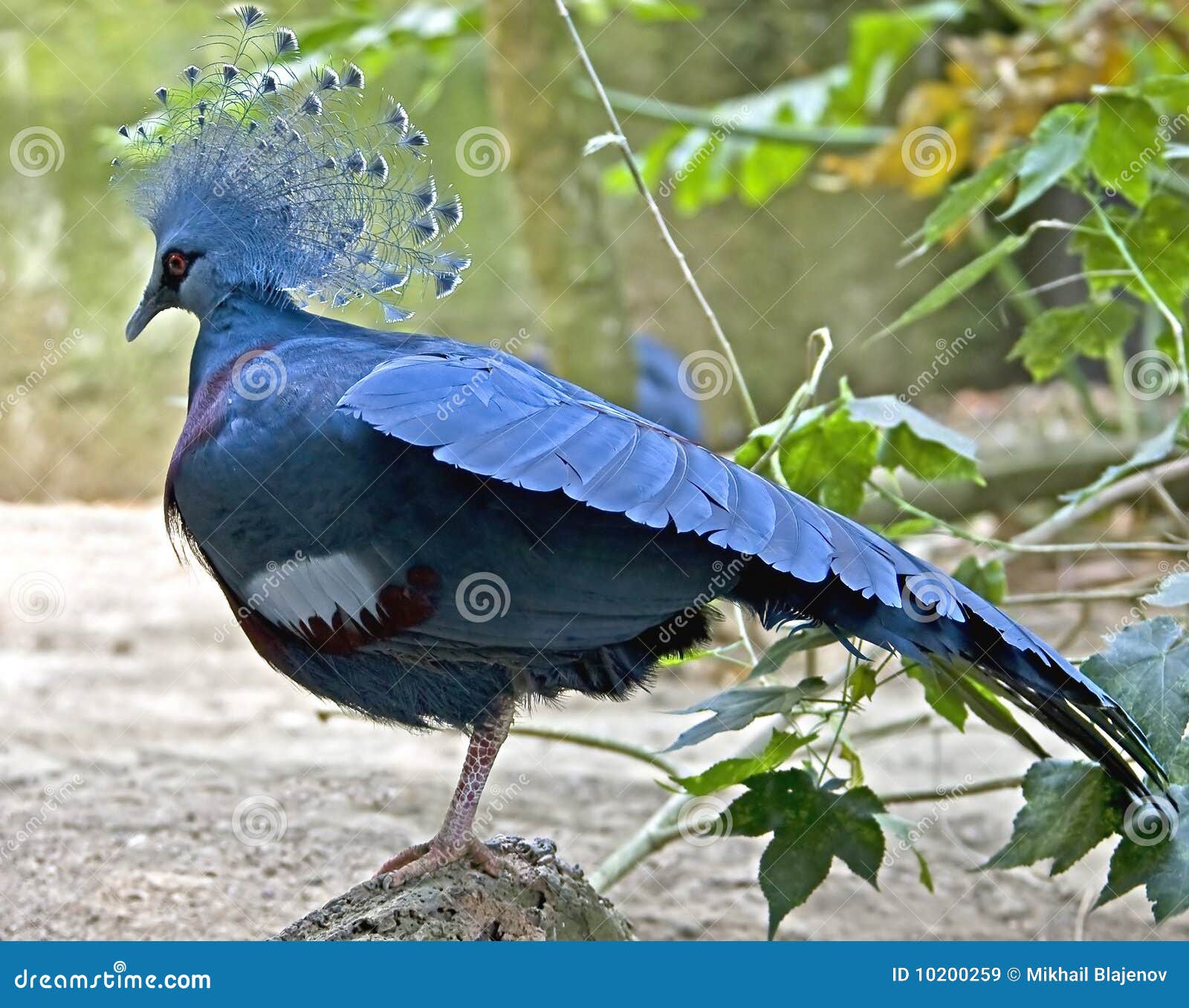 Victoria crowned pigeon 4 stock image. Image of nature - 10200259