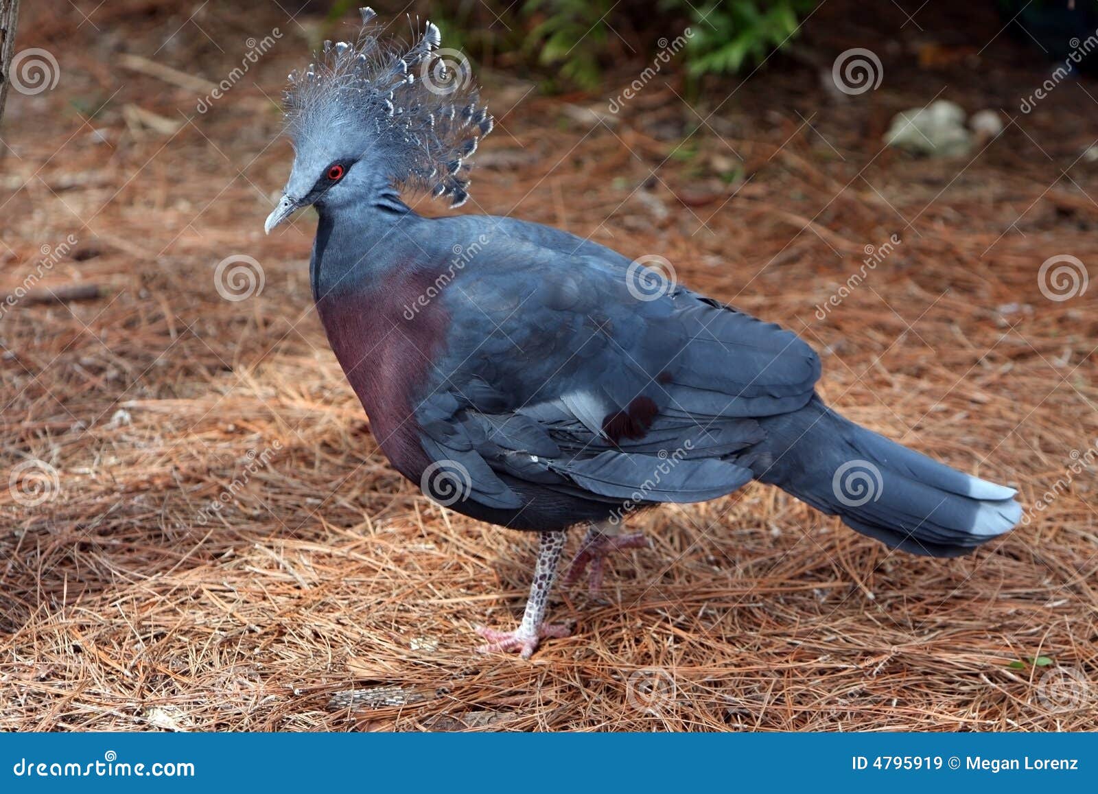 Victoria Crowned Pigeon Sitting In Its Nest, Bird Breeding Season ...
