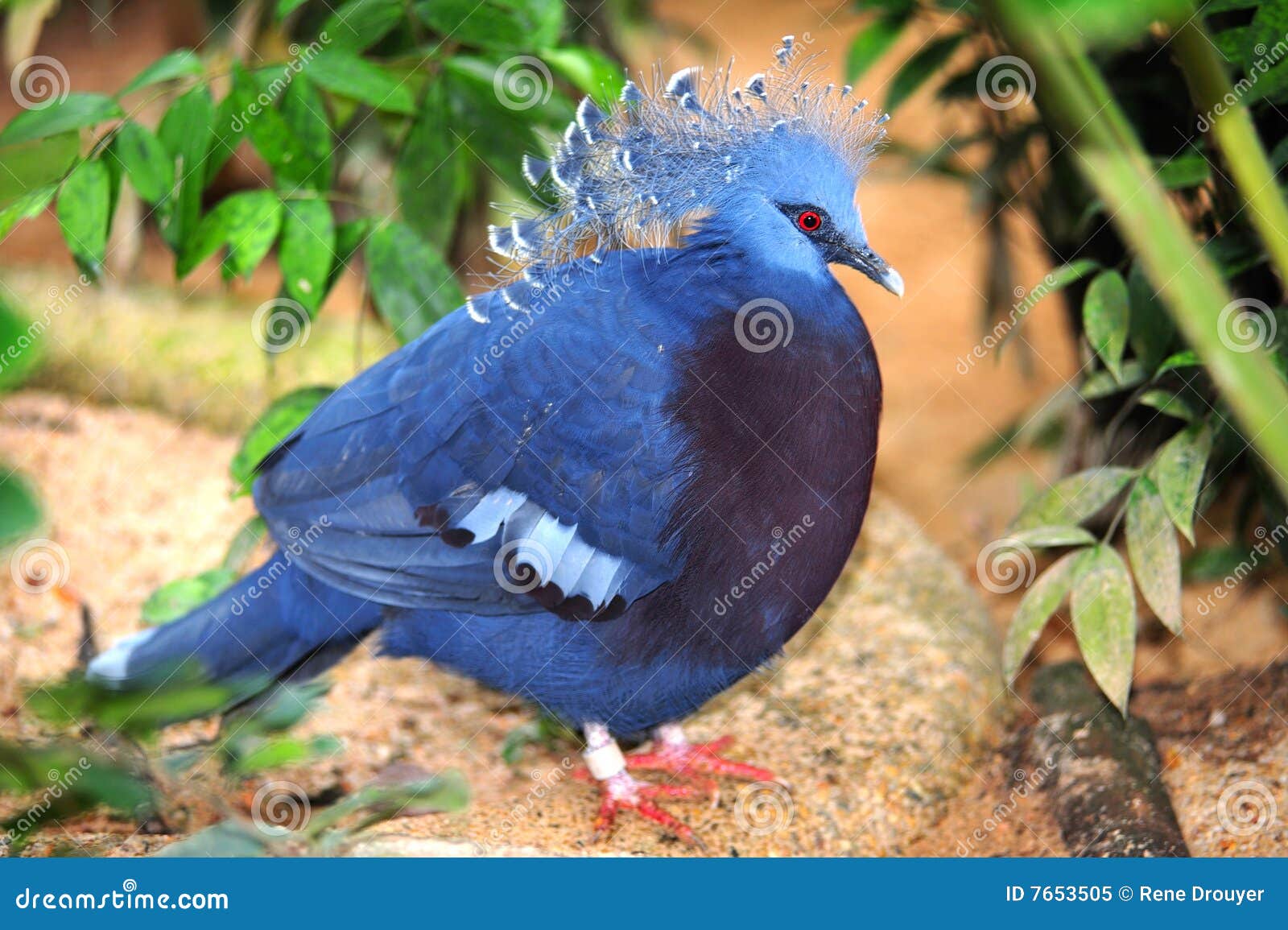 Victoria crowned pigeon stock image. Image of goura, crow - 7653505