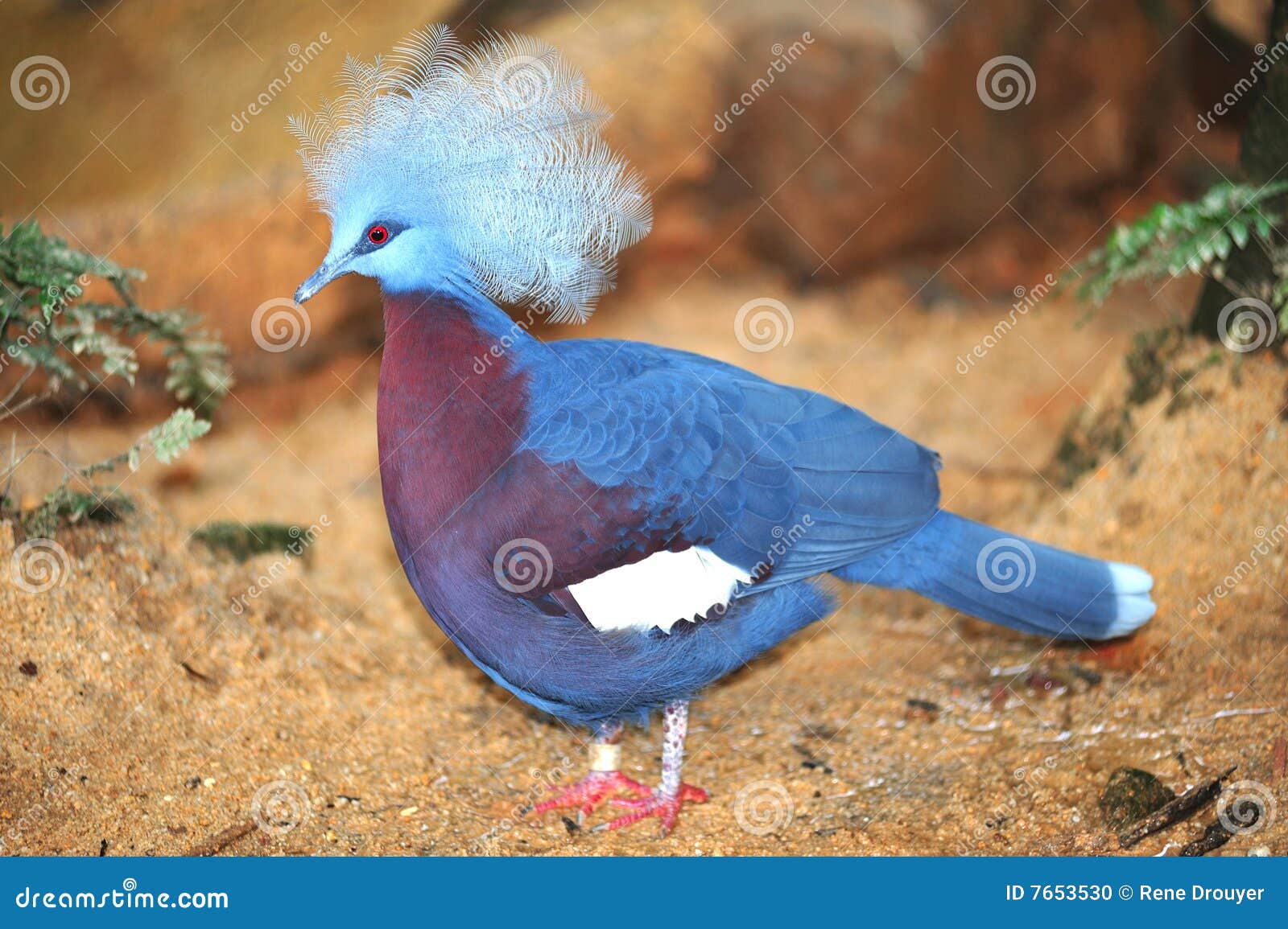 Victoria crowned pigeon stock photo. Image of pigeon, bird - 7653530