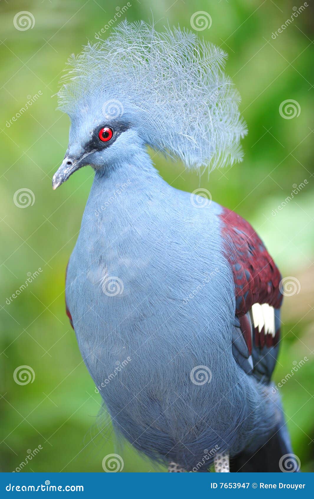 Victoria crowned pigeon stock image. Image of islands - 7653947