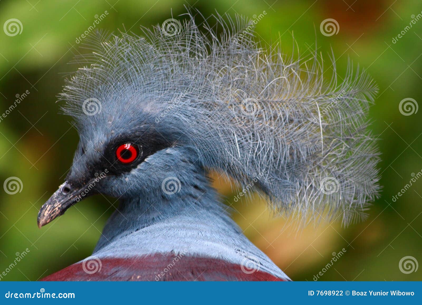 Victoria crowned pigeon stock photo. Image of pigeon, family - 7698922