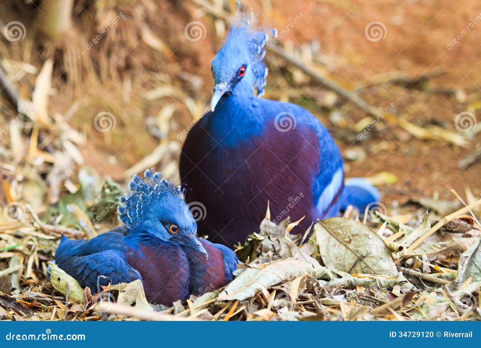 Victoria Crowned Pigeon stock photo. Image of avian, dove - 34729120
