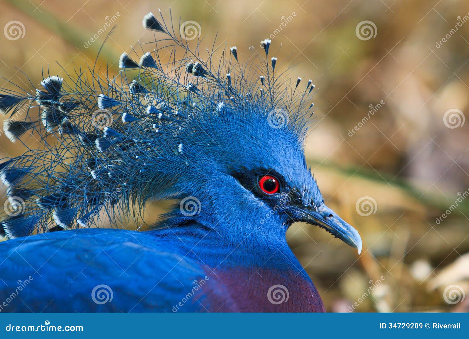 Victoria Crowned Pigeon stock image. Image of dove, beautiful - 34729209