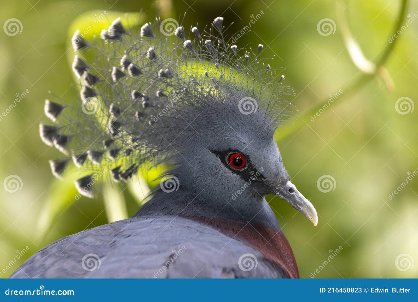 Victoria Crowned Pigeon Goura Victoria Stock Image - Image of color ...