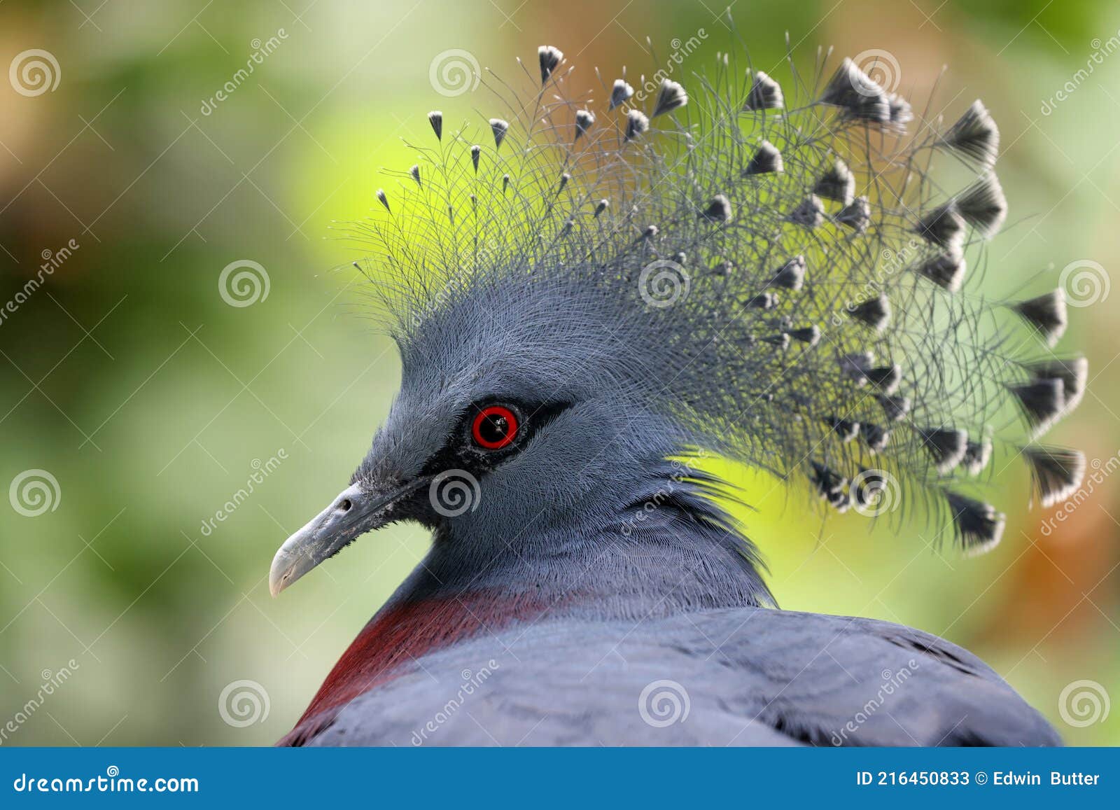 Victoria Crowned Pigeon Goura Victoria Stock Image - Image of beautiful ...