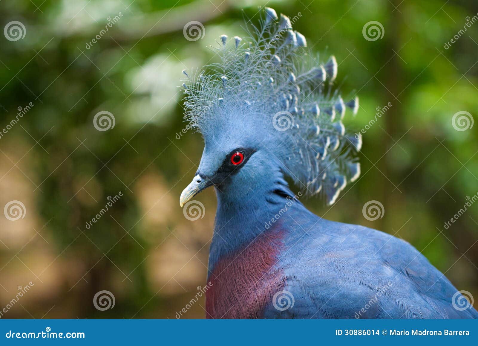 Victoria Crowned Pigeon. Bird Royalty-Free Stock Photo | CartoonDealer ...
