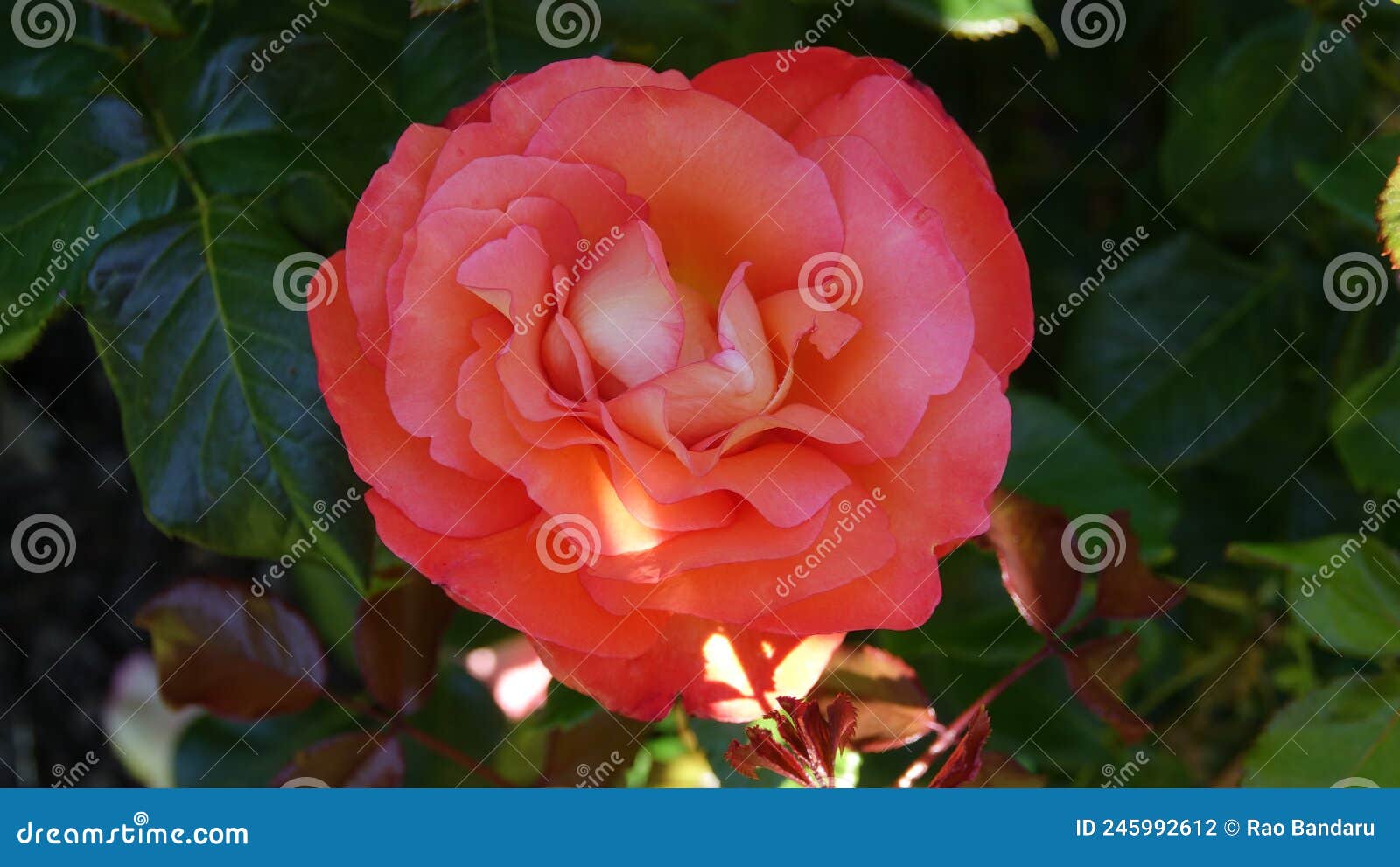 Fully Bloomed Rose from Gardens of Victoria Island BC Canada Stock ...