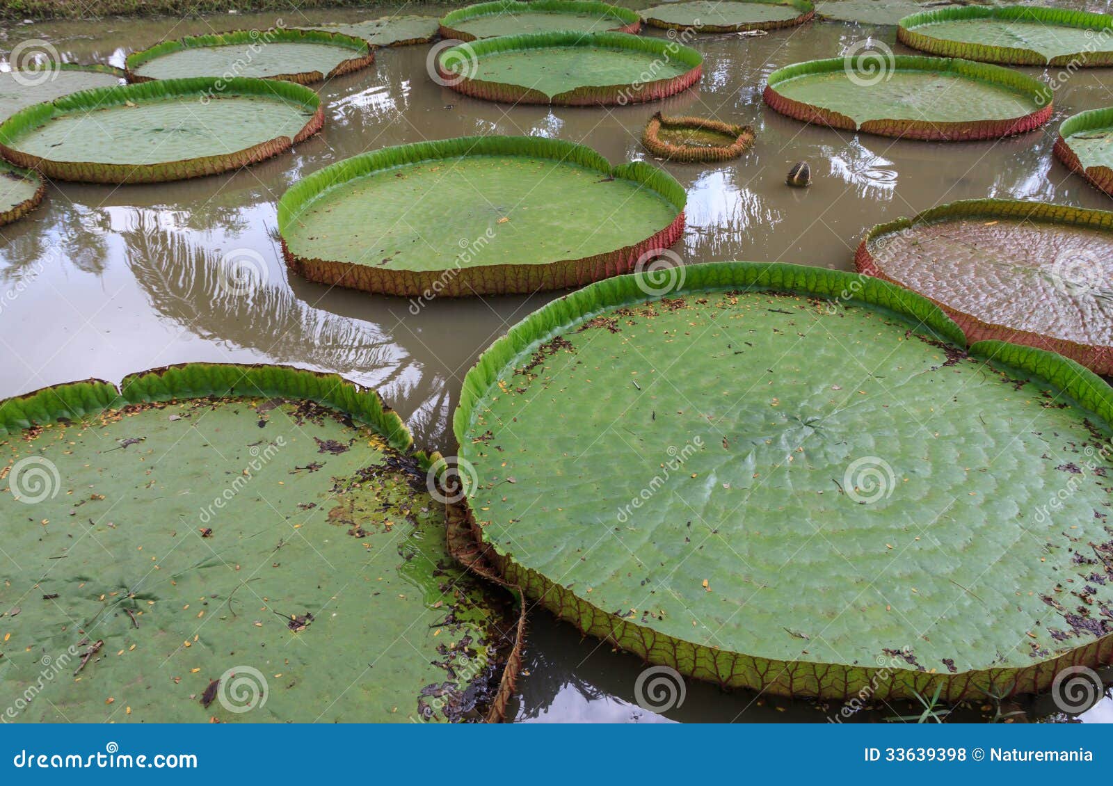 Victoria lilly stock photo. Image of lake, calm, blossom - 33639398
