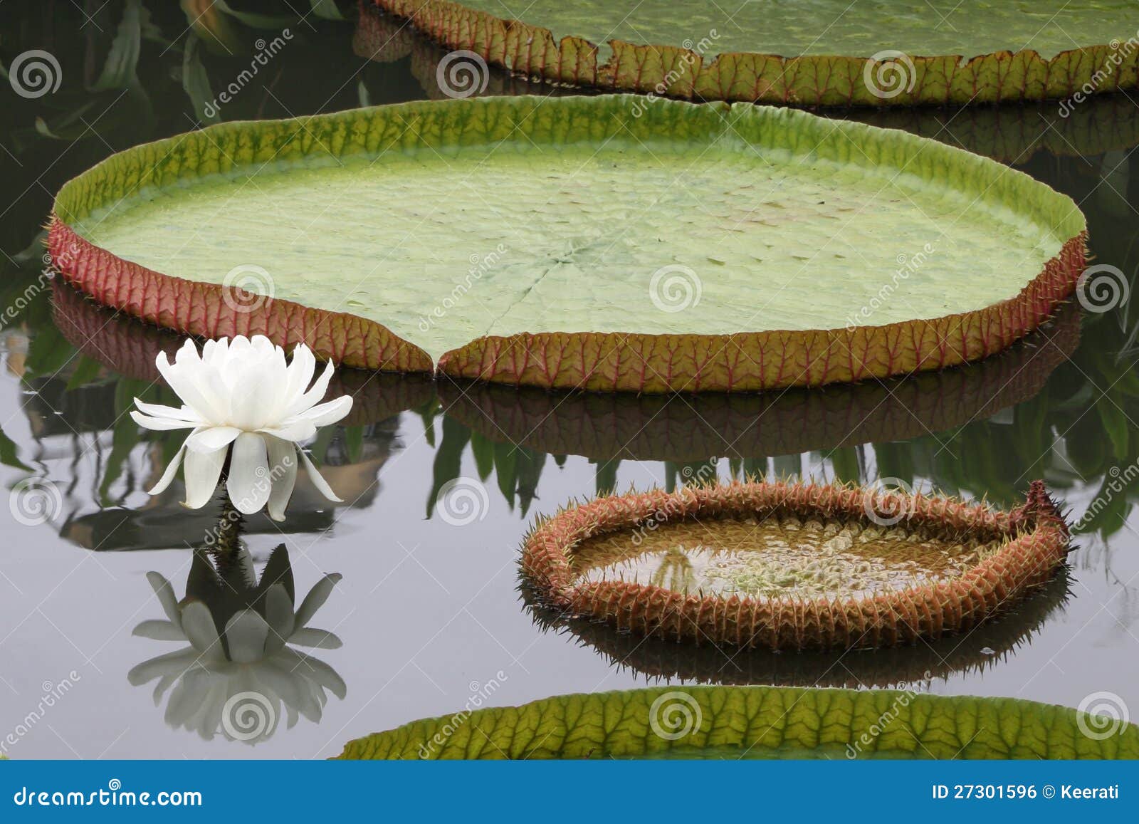 Victoria Lotus Flower And Leaf Stock Photo | CartoonDealer.com #27301596