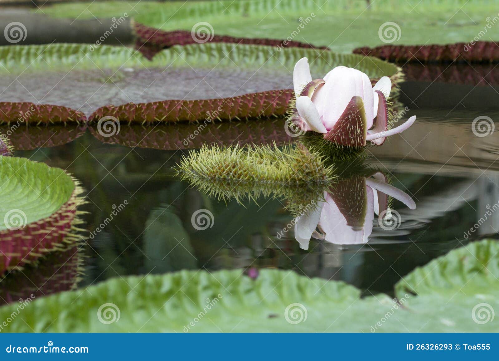 Victoria Lotus , the Largest Waterlily Stock Image - Image of river ...