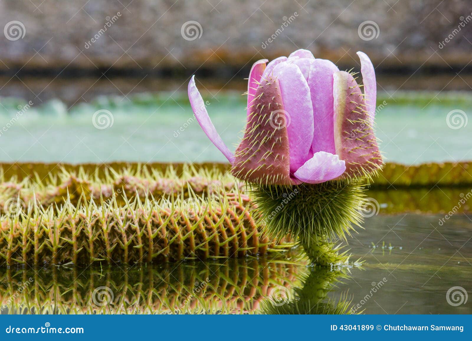 Victoria Lotus Flower And Leaf Stock Photo | CartoonDealer.com #27301596