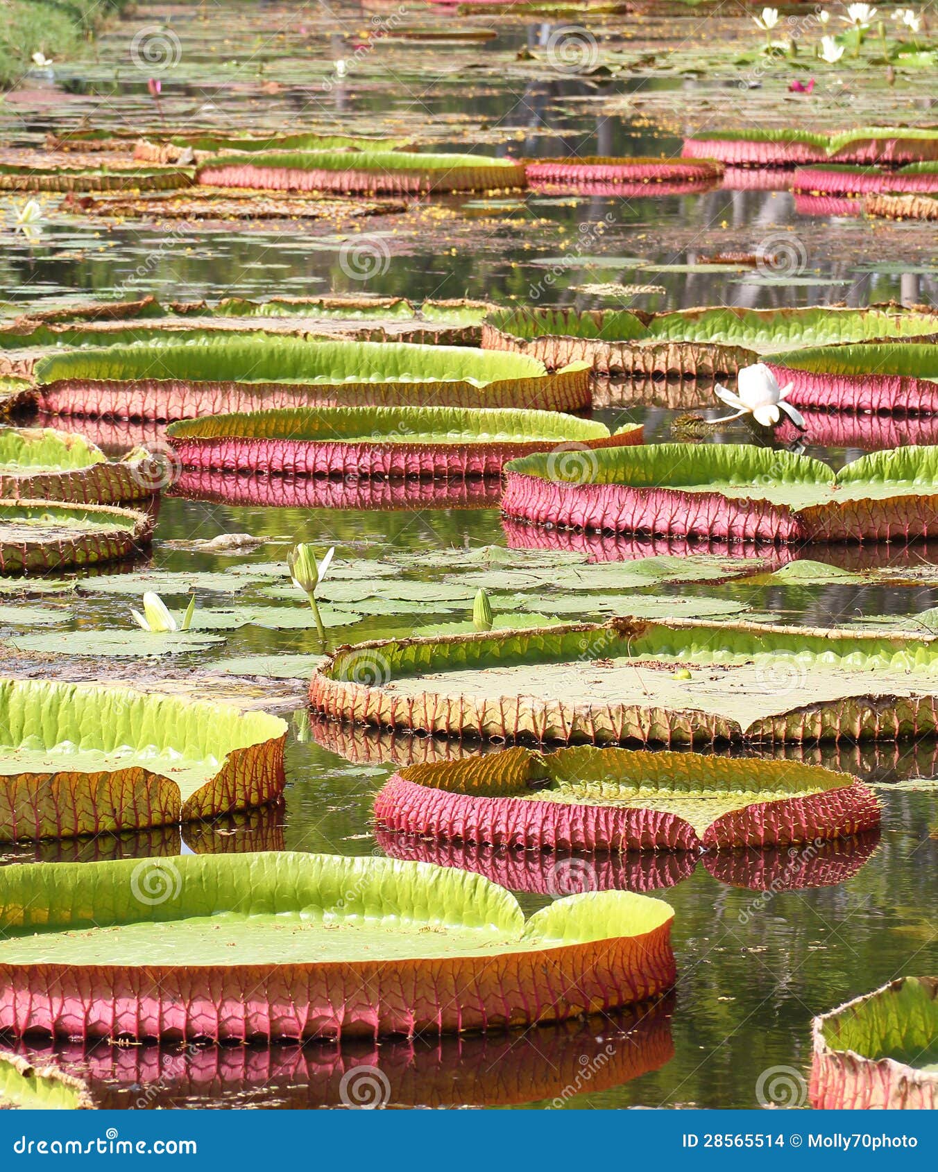 Victoria lotus leaf stock photo. Image of colorful, beauty - 28565514