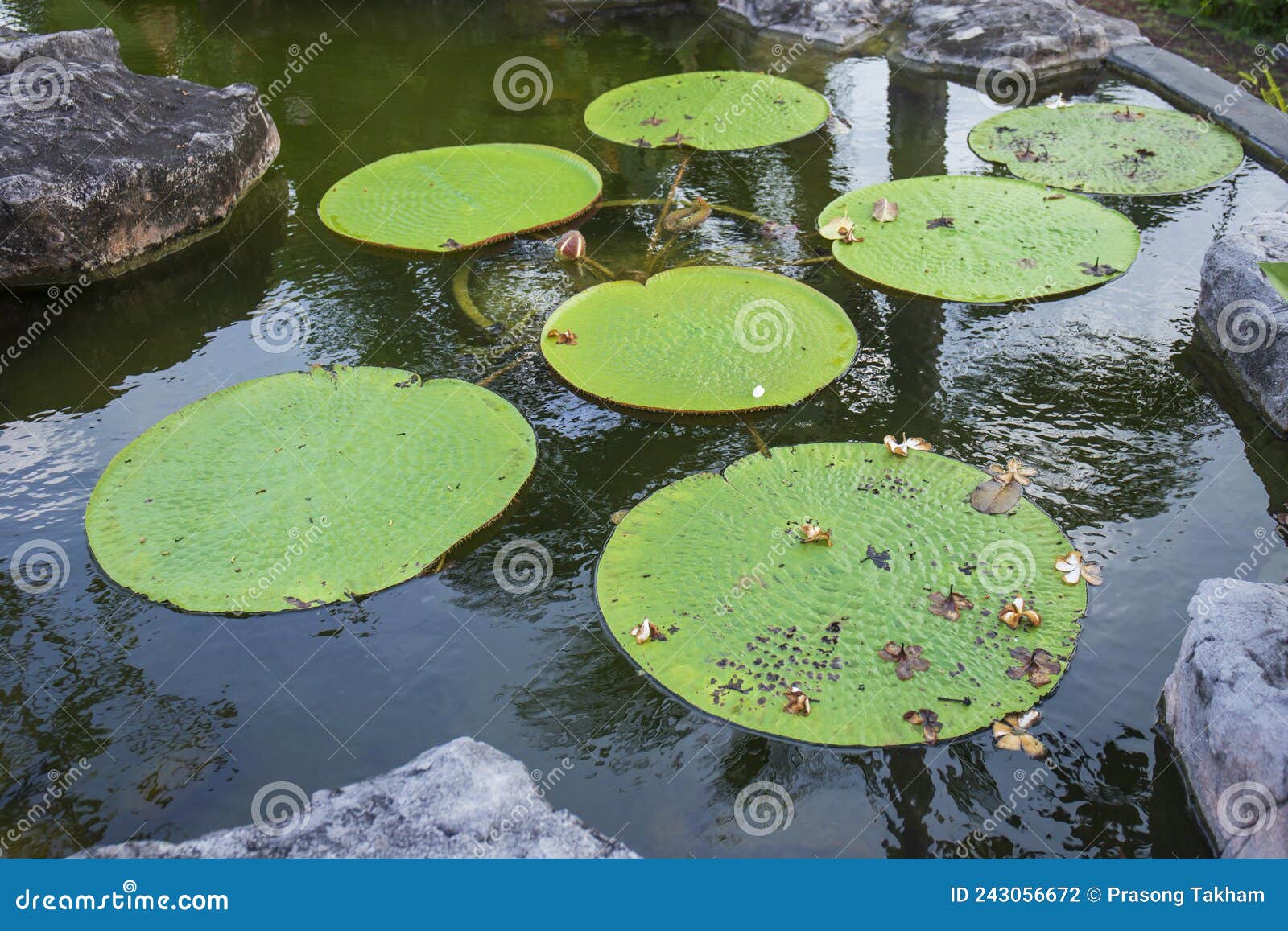 Victoria Lotus Leaf it is the Largest Lotus Flower that Floats on the ...