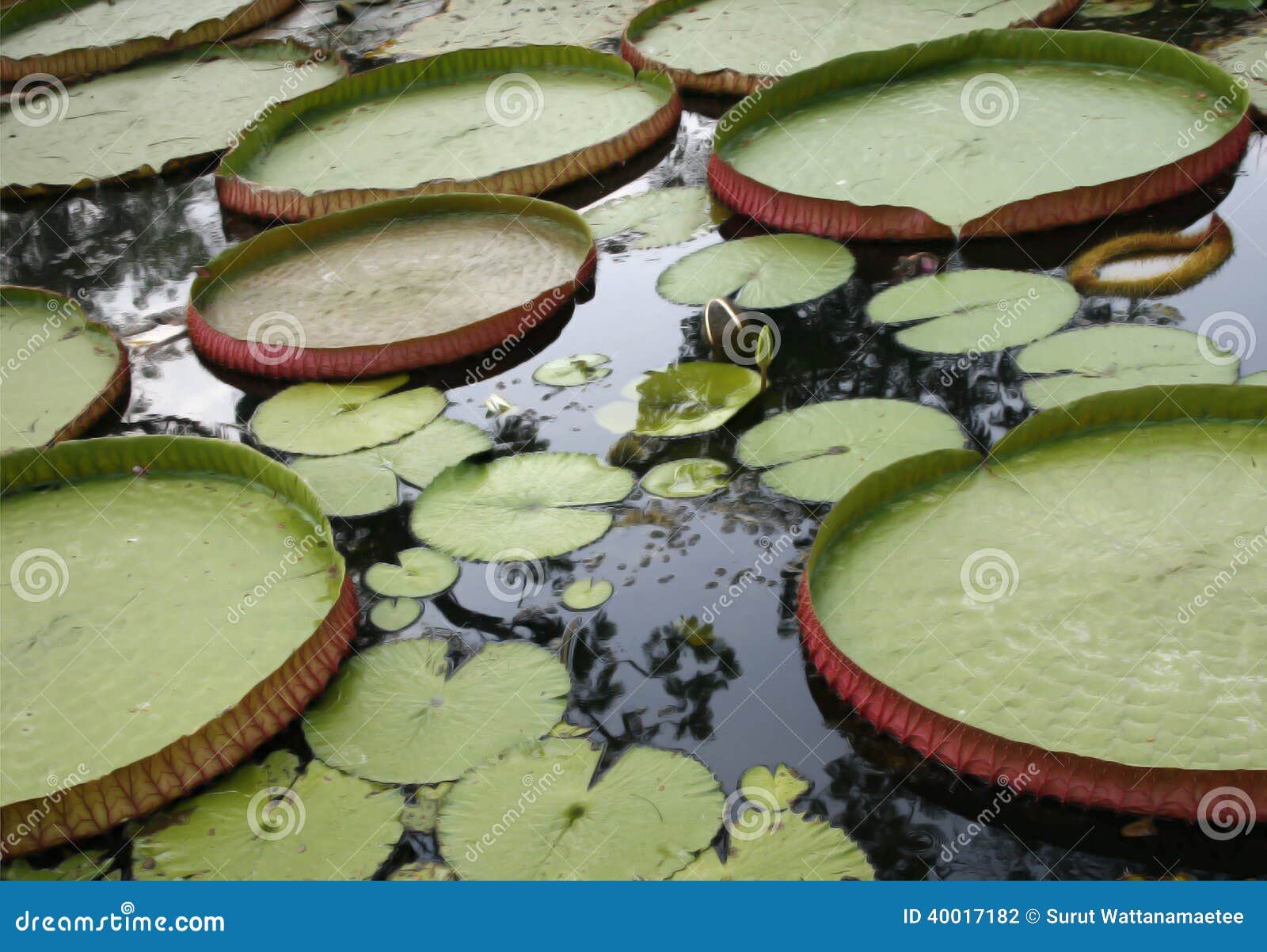Victoria lotus leaf stock photo. Image of drop, green - 40017182