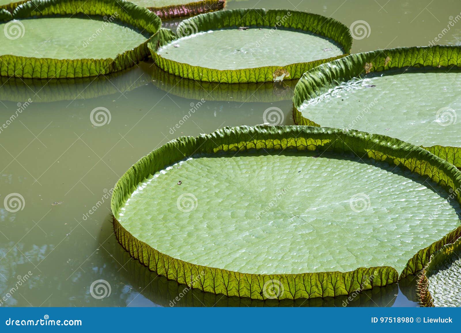 Victoria Lotus Flower And Leaf Stock Photo | CartoonDealer.com #27301596