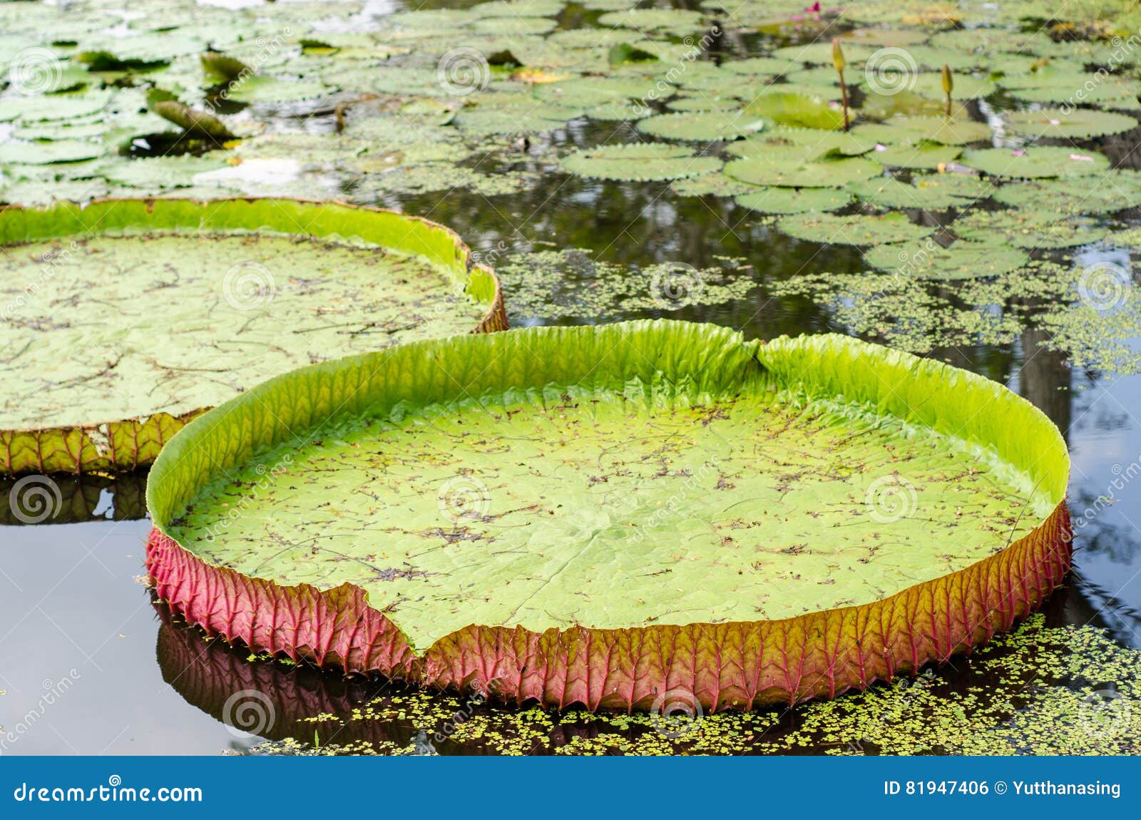 Victoria lotus leaf stock photo. Image of beauty, pattern - 81947406