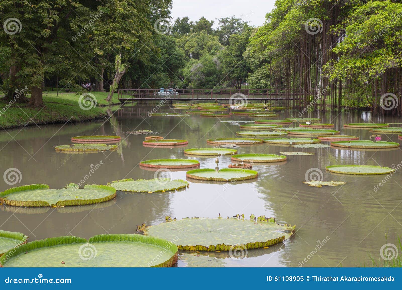 Victoria lotus leaves stock image. Image of blossom, lake - 61108905