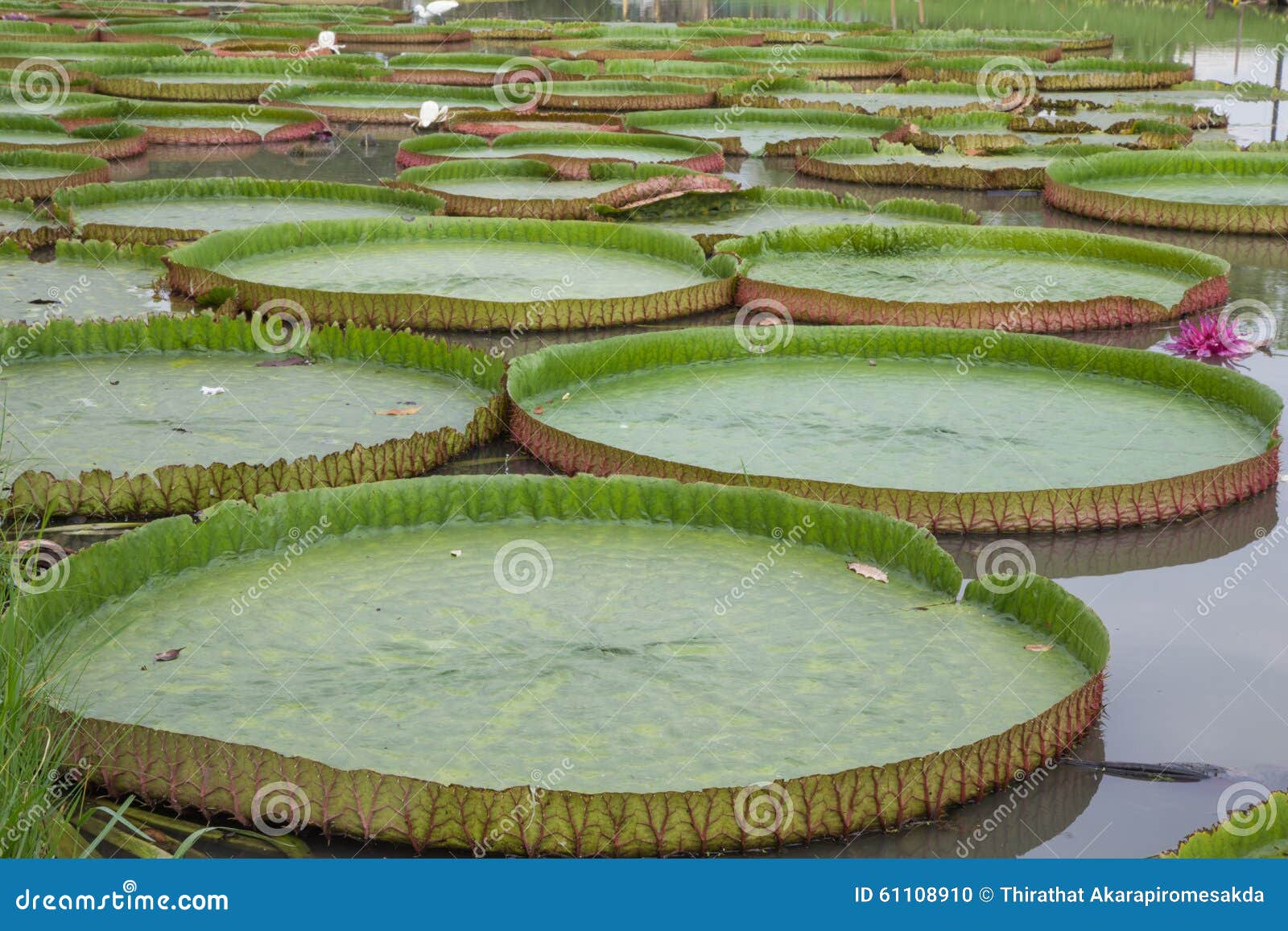 Victoria lotus leaves stock photo. Image of lotus, green - 61108910