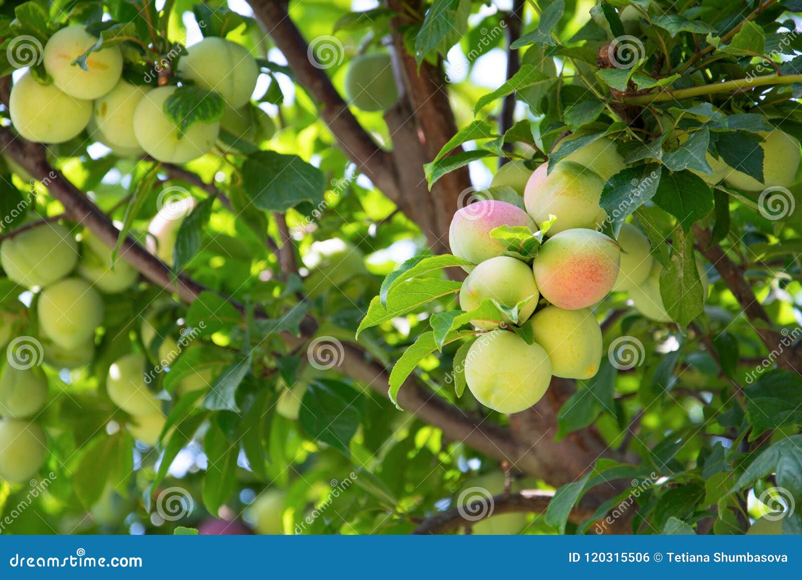 Victoria Plums on the Branch of Tree Stock Photo - Image of growth ...