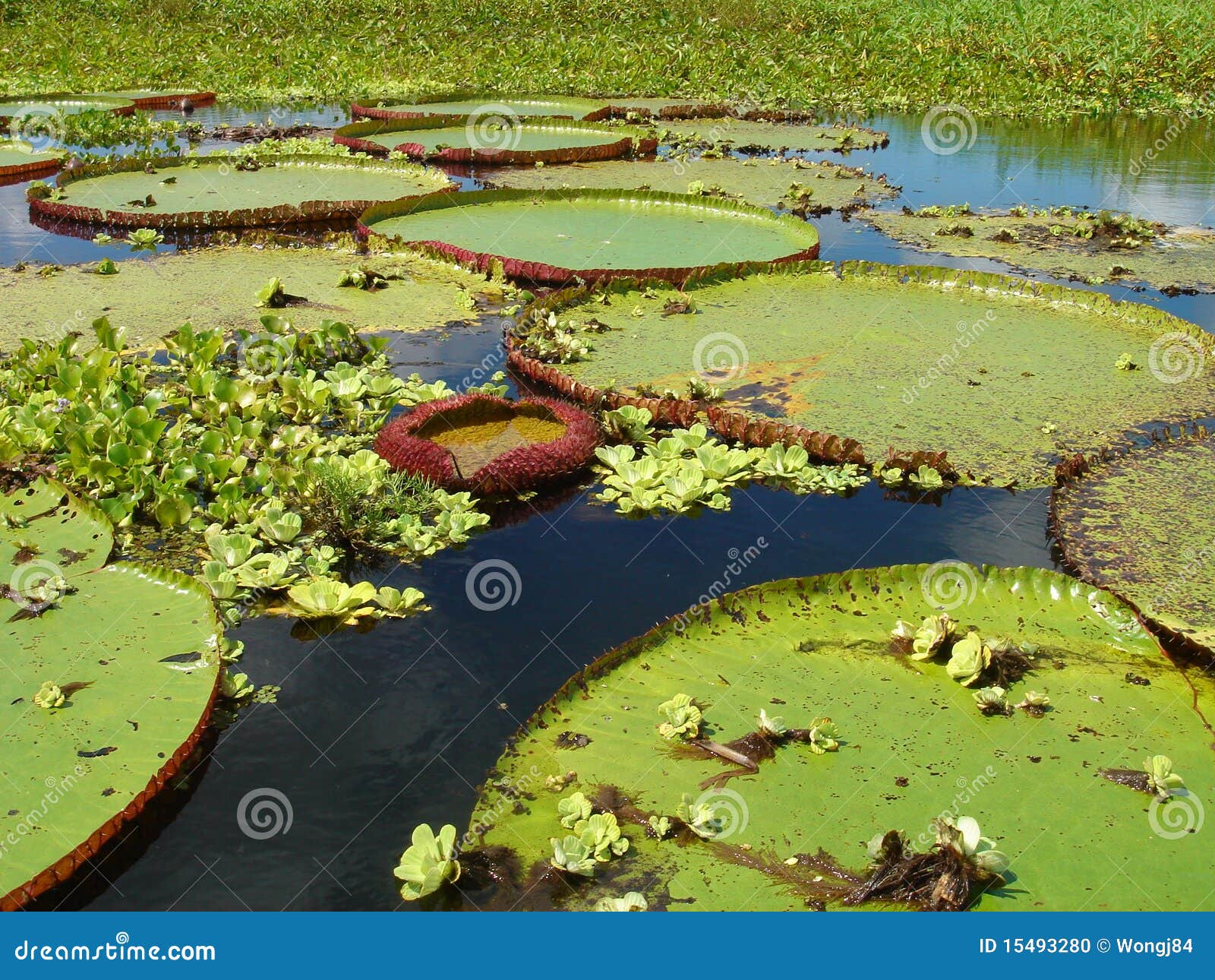 Victoria Regia stock photo. Image of flora, buddha, amazonian - 15493280