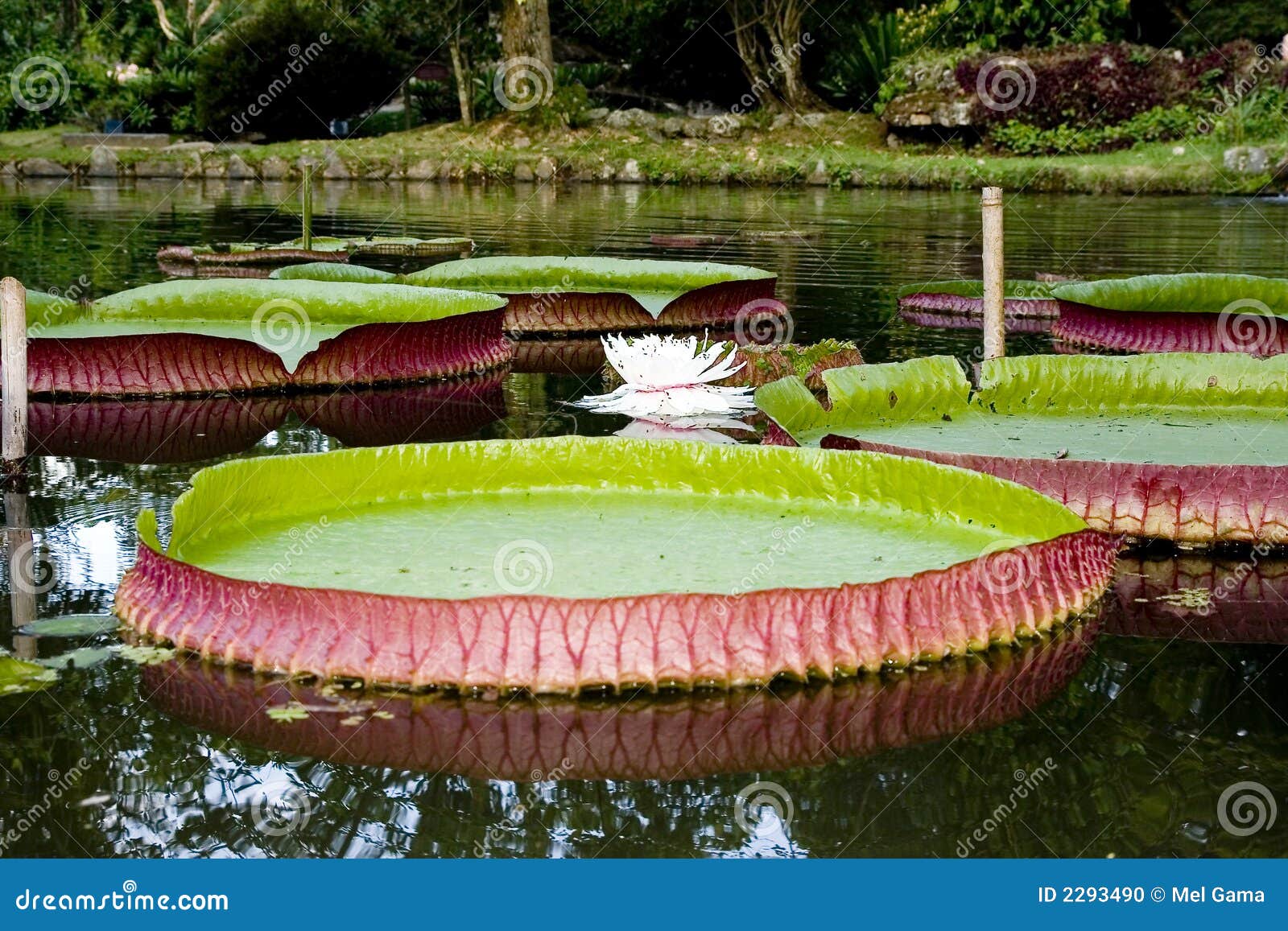 Victoria Regia stock photo. Image of forest, fleur, leaf - 2293490