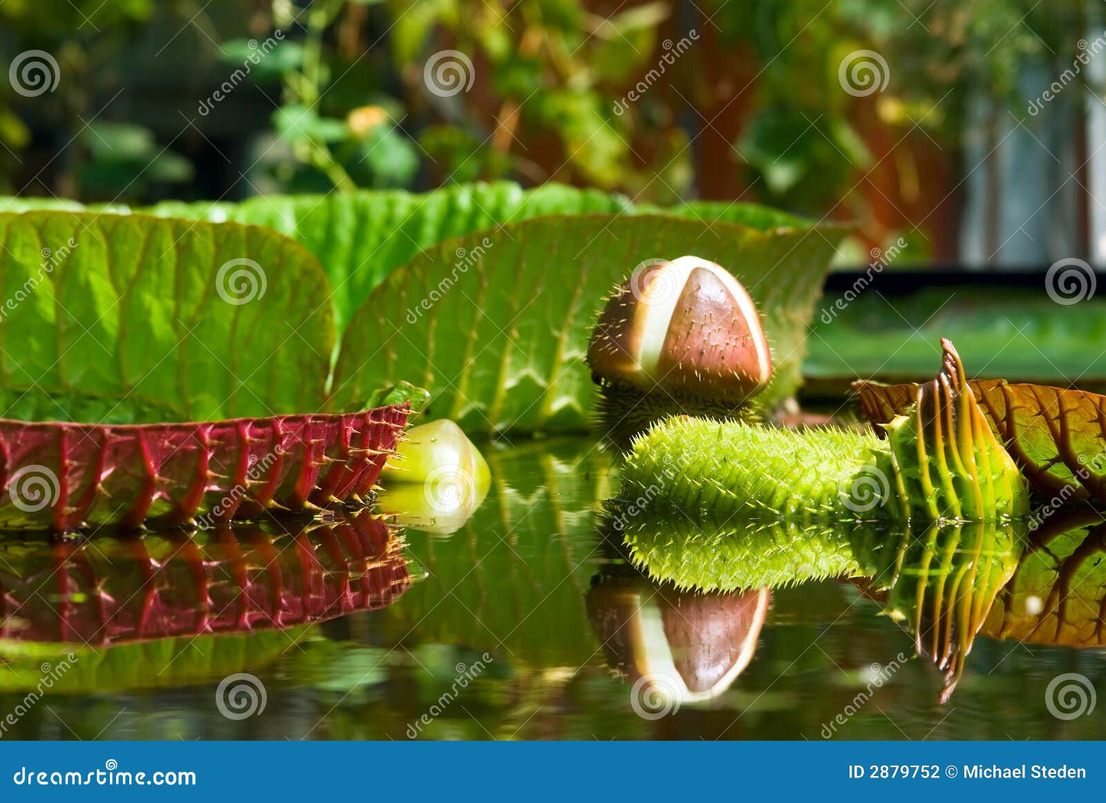 Victoria Regia stock photo. Image of nymphaea, yellow - 2879752