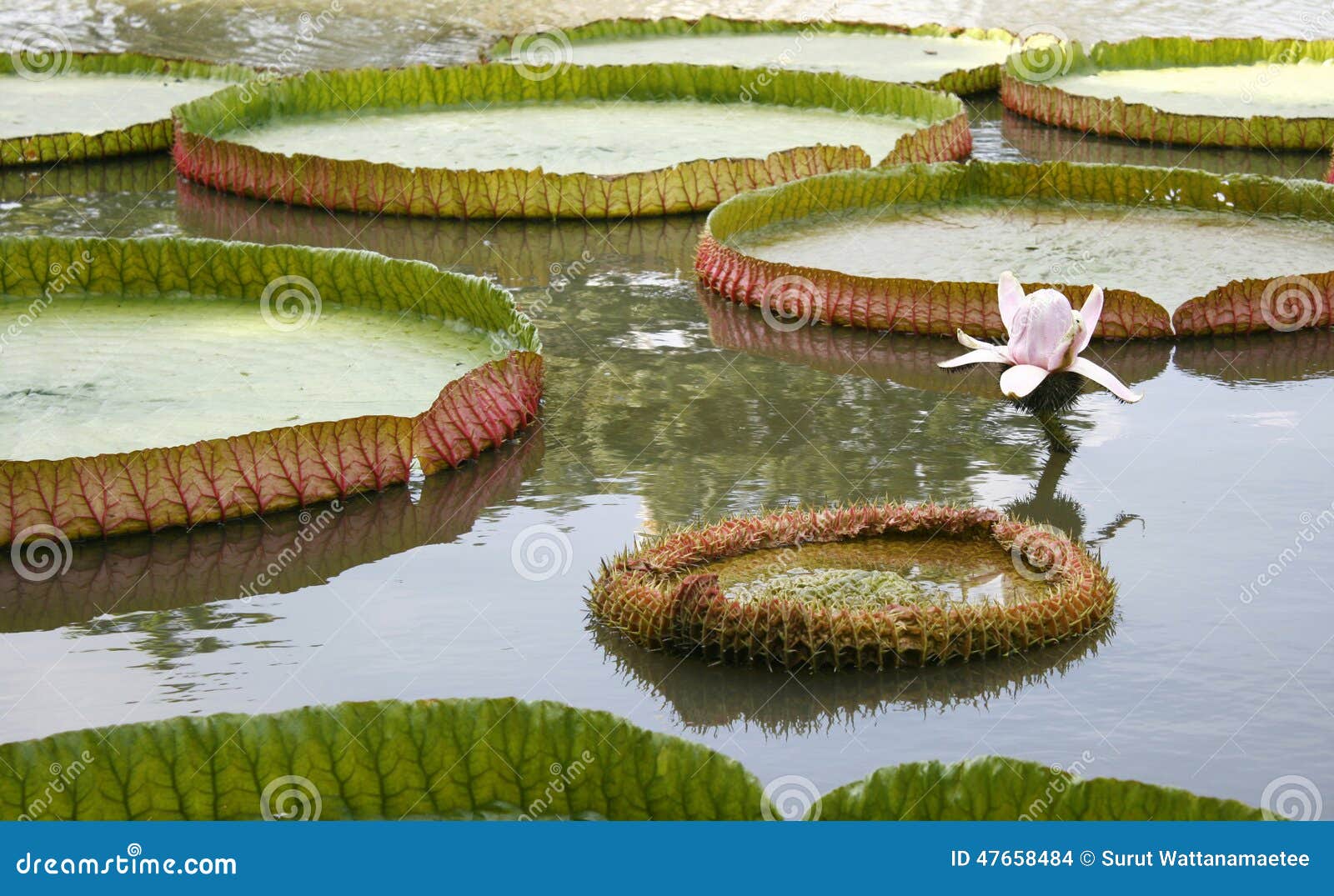 Victoria Regia foto de stock. Imagem de amazona, lagoa - 47658484