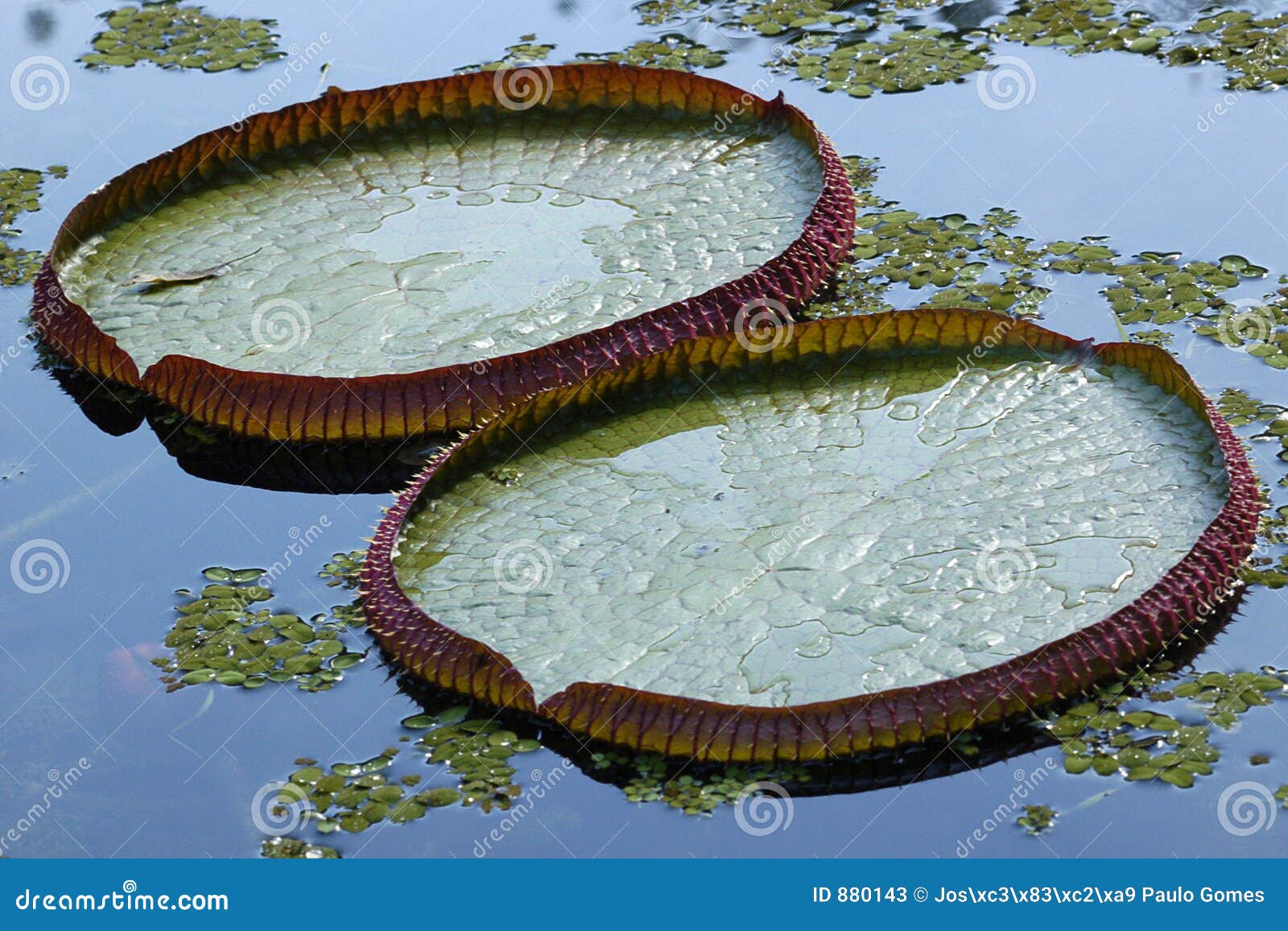 Victoria Regia stock image. Image of water, flower, amazonica - 880143