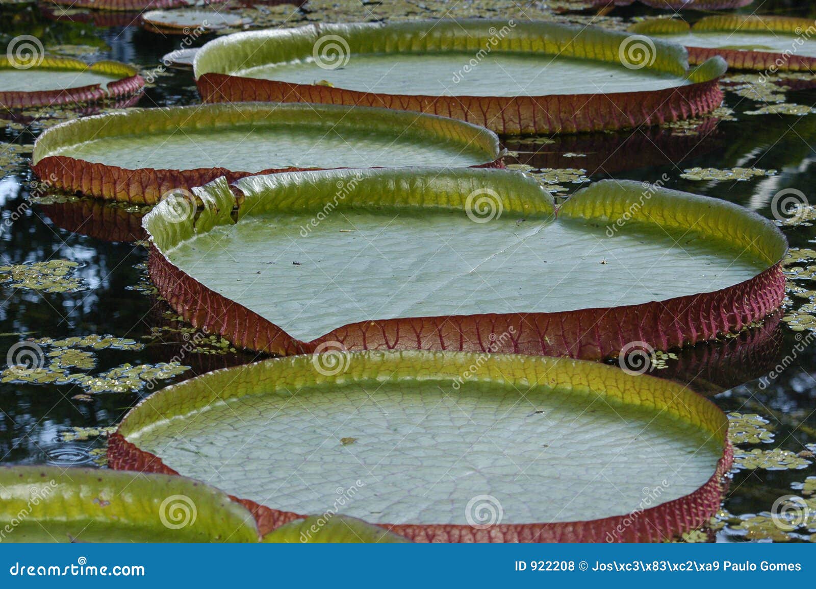 Victoria Regia stock photo. Image of blue, amazon, leaf - 922208