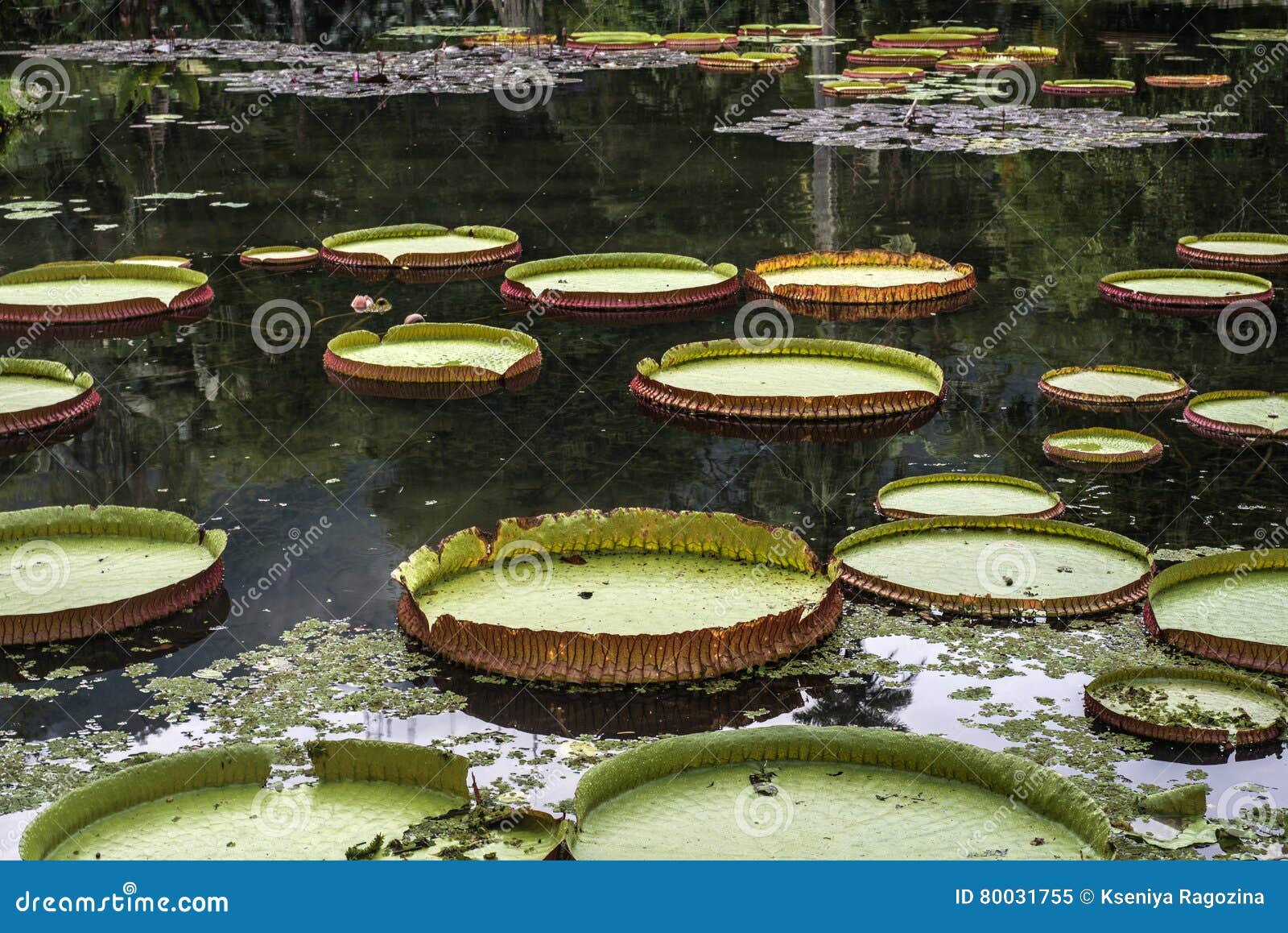 Victoria Regia lily stock image. Image of botany, amazonian - 80031755