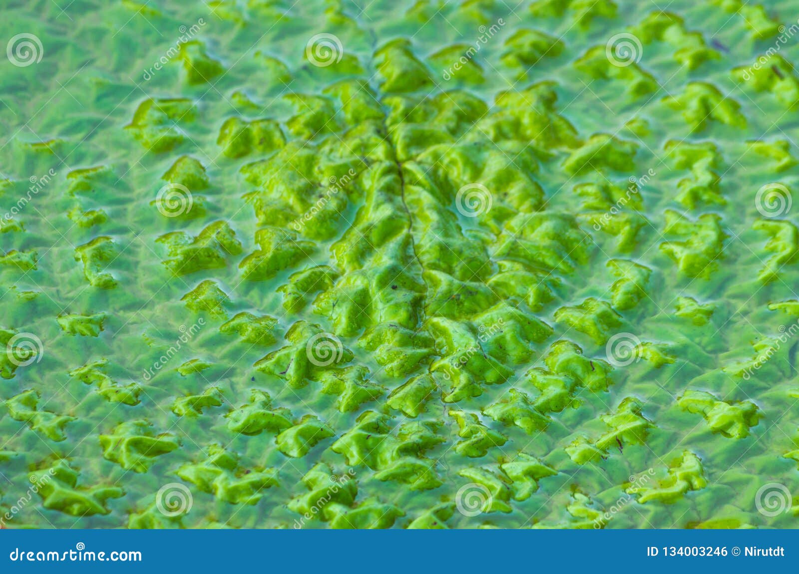 Victoria s giant lotus stock photo. Image of blossom - 134003246