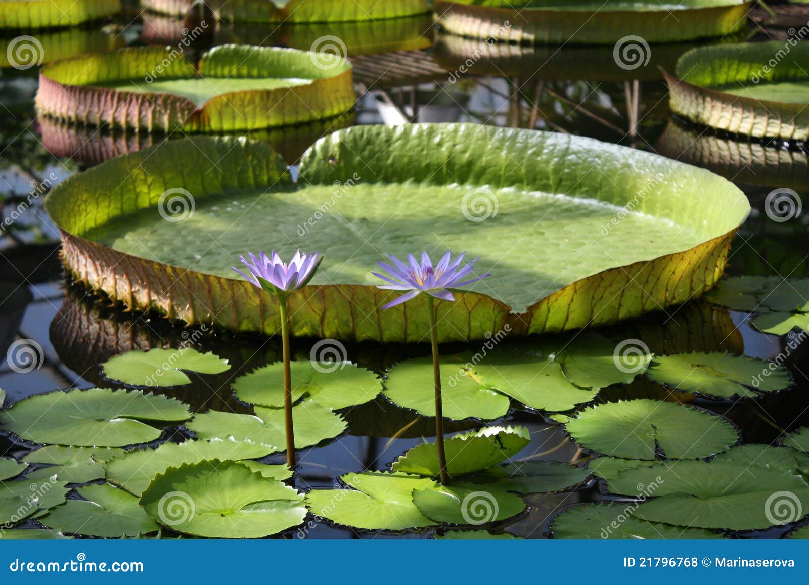 Victoria S Sheets and the Lotuses Stock Photo - Image of park, blue ...