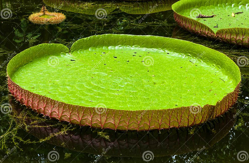 Victoria-Seerose stockfoto. Bild von grün, formell, szene - 31524300
