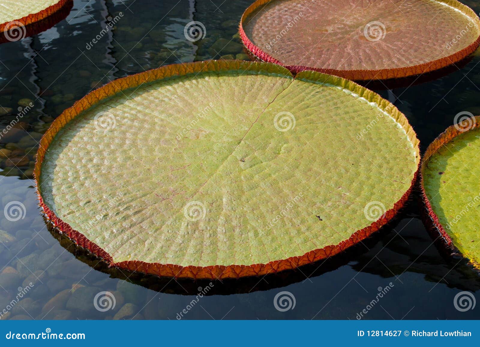 Victoria Water Platter stock image. Image of blooming - 12814627