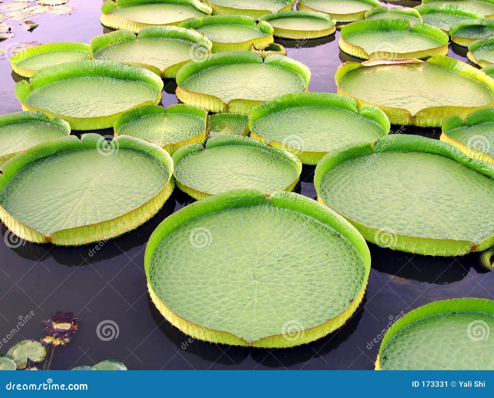 Victoria Water Platters stock image. Image of pond, large - 173331