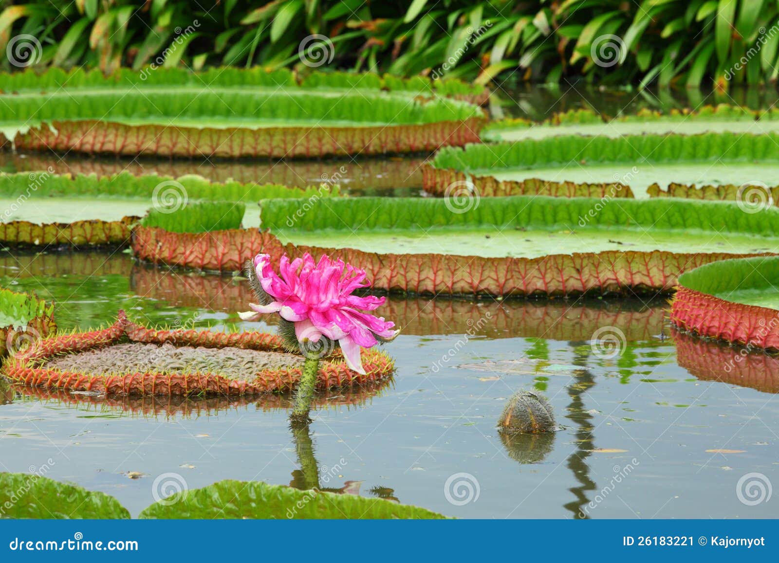 The Victoria waterlily stock image. Image of beauty, amazonian - 26183221