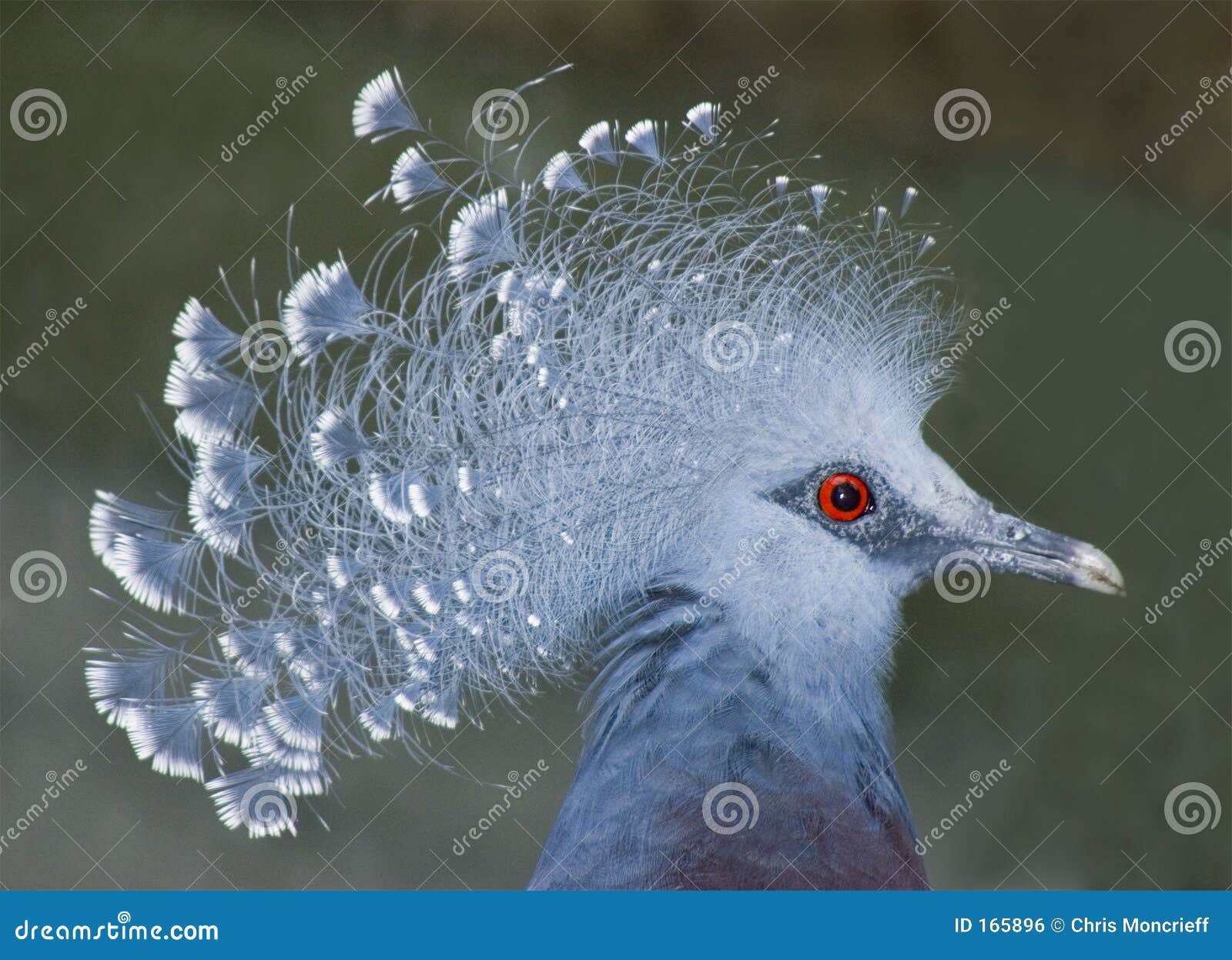 Victorian crowned pigeon stock photo. Image of park, ground - 165896